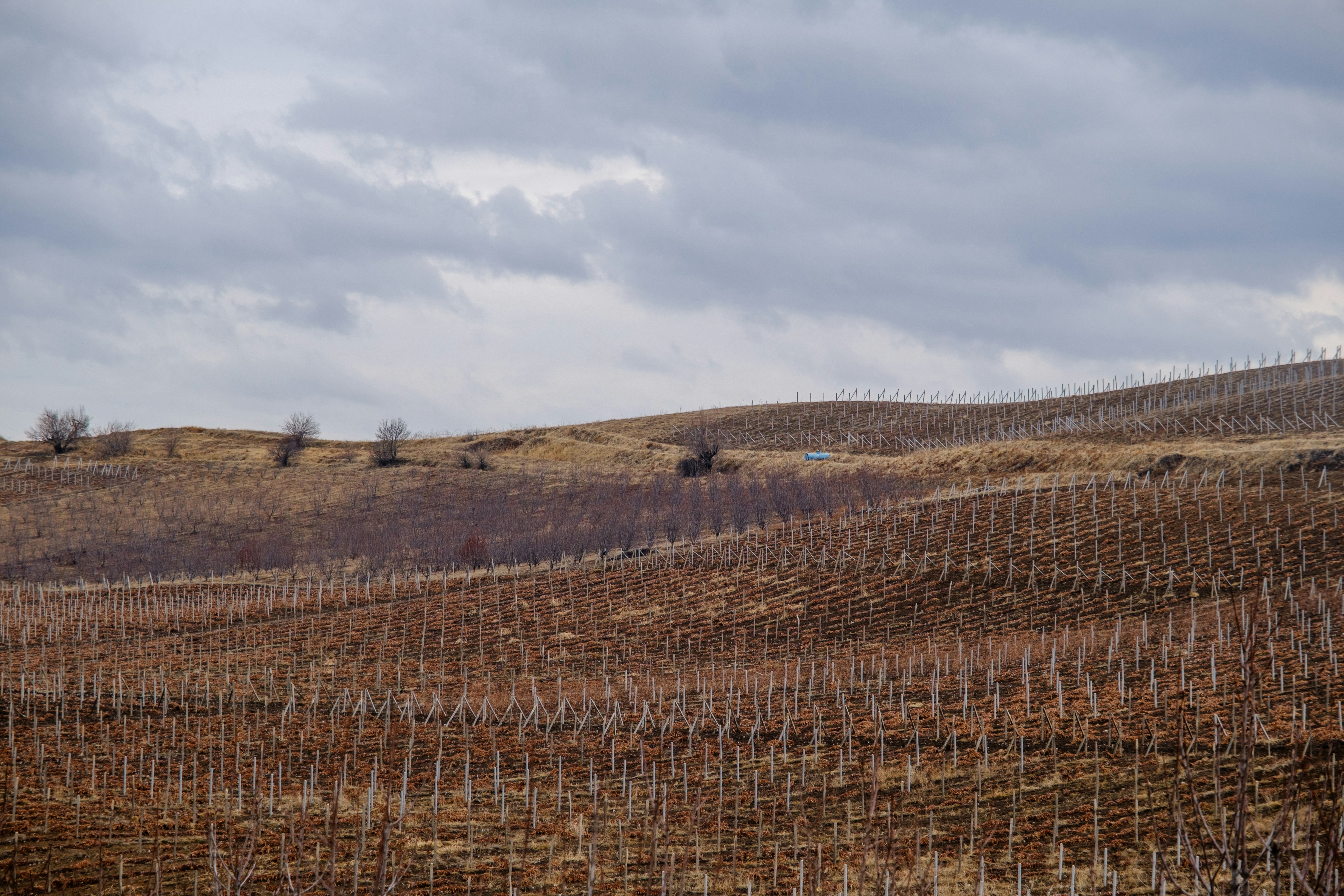 Terraced Vineyard Waves Under a Clouded Sky