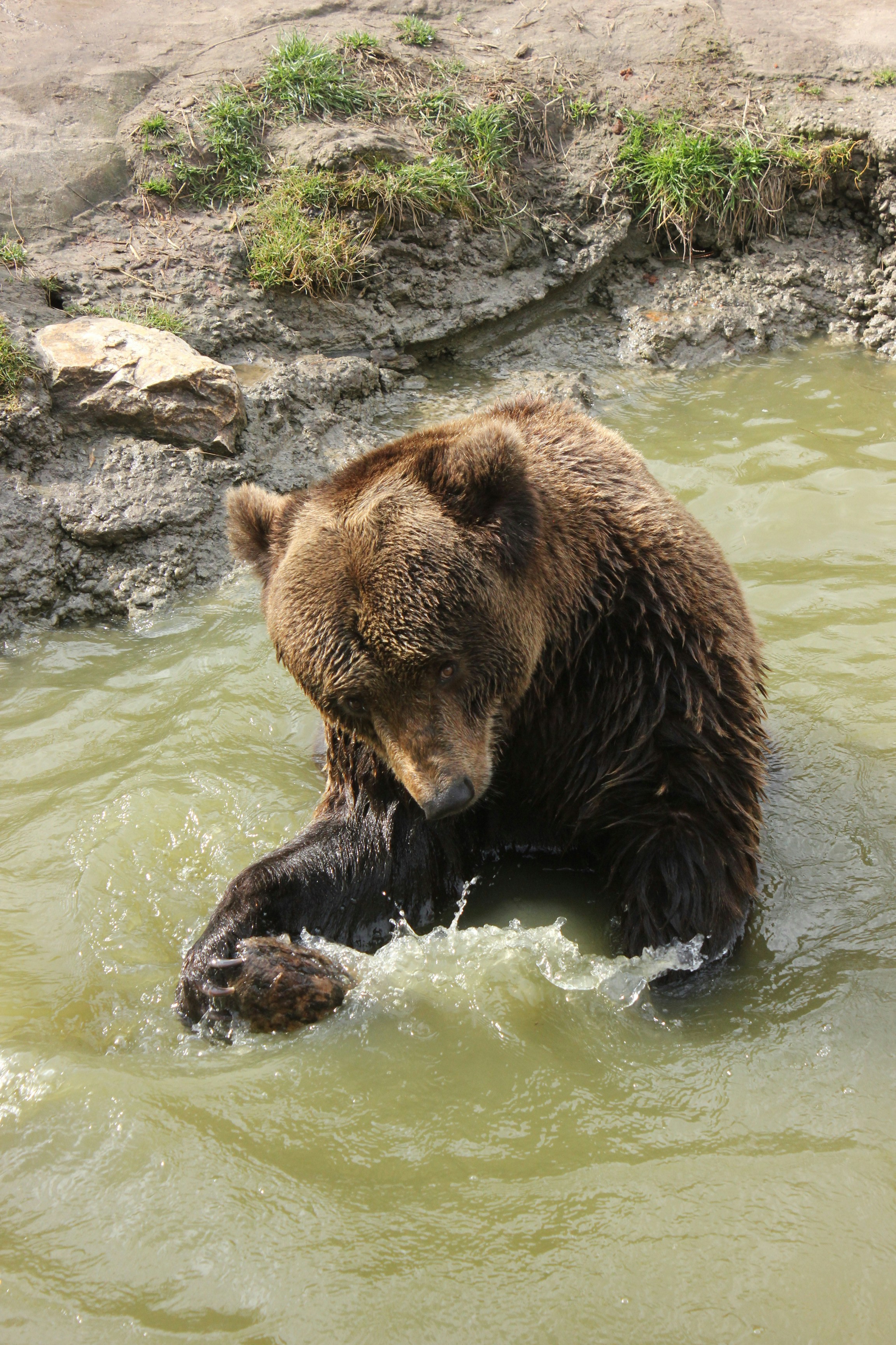 Brown bear stands in a muddy river, paws dipped, as water ripples around. A natural wildlife moment highlighting the animal’s posture and environment.