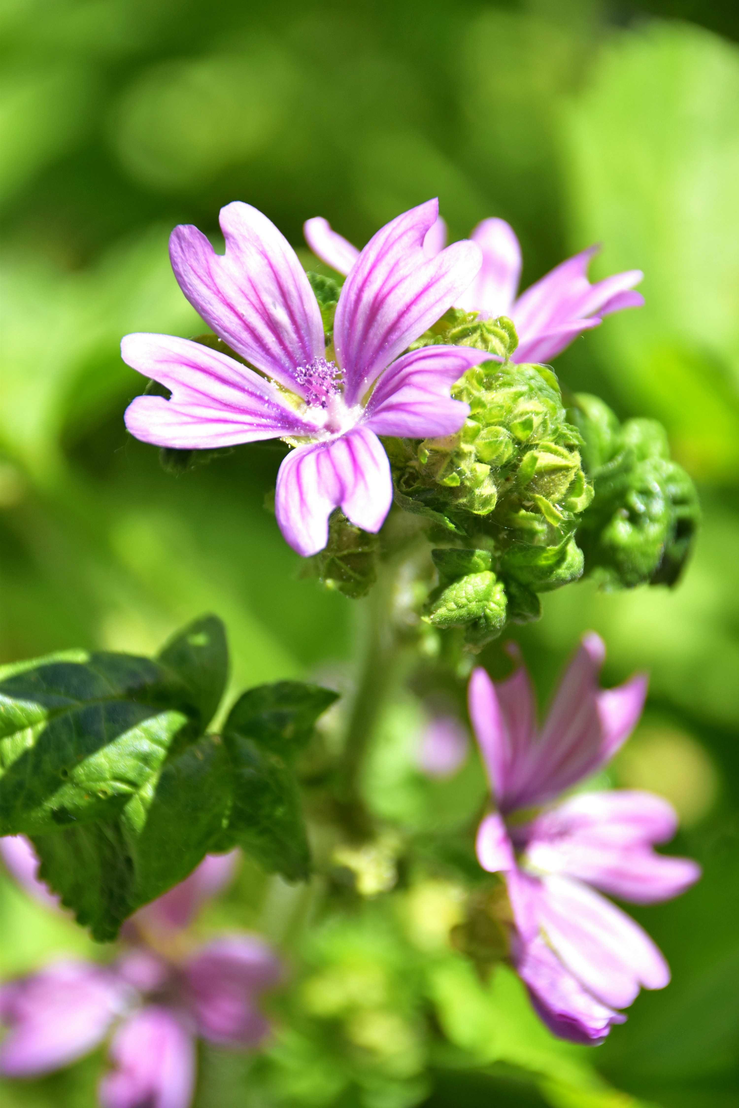Purple-striped bloom breaks through bright greens