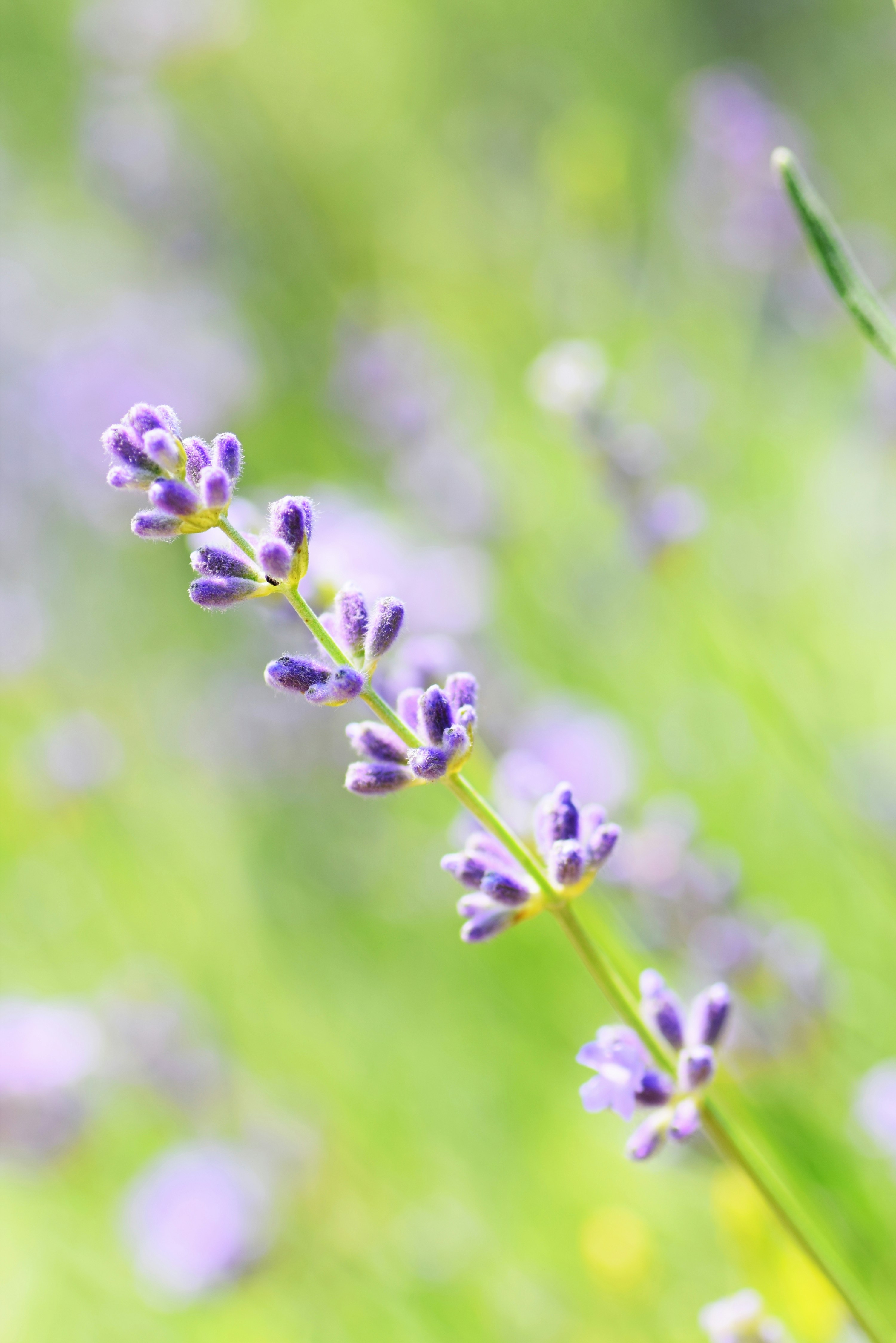 Lavender Stem in Soft Focus Meadow