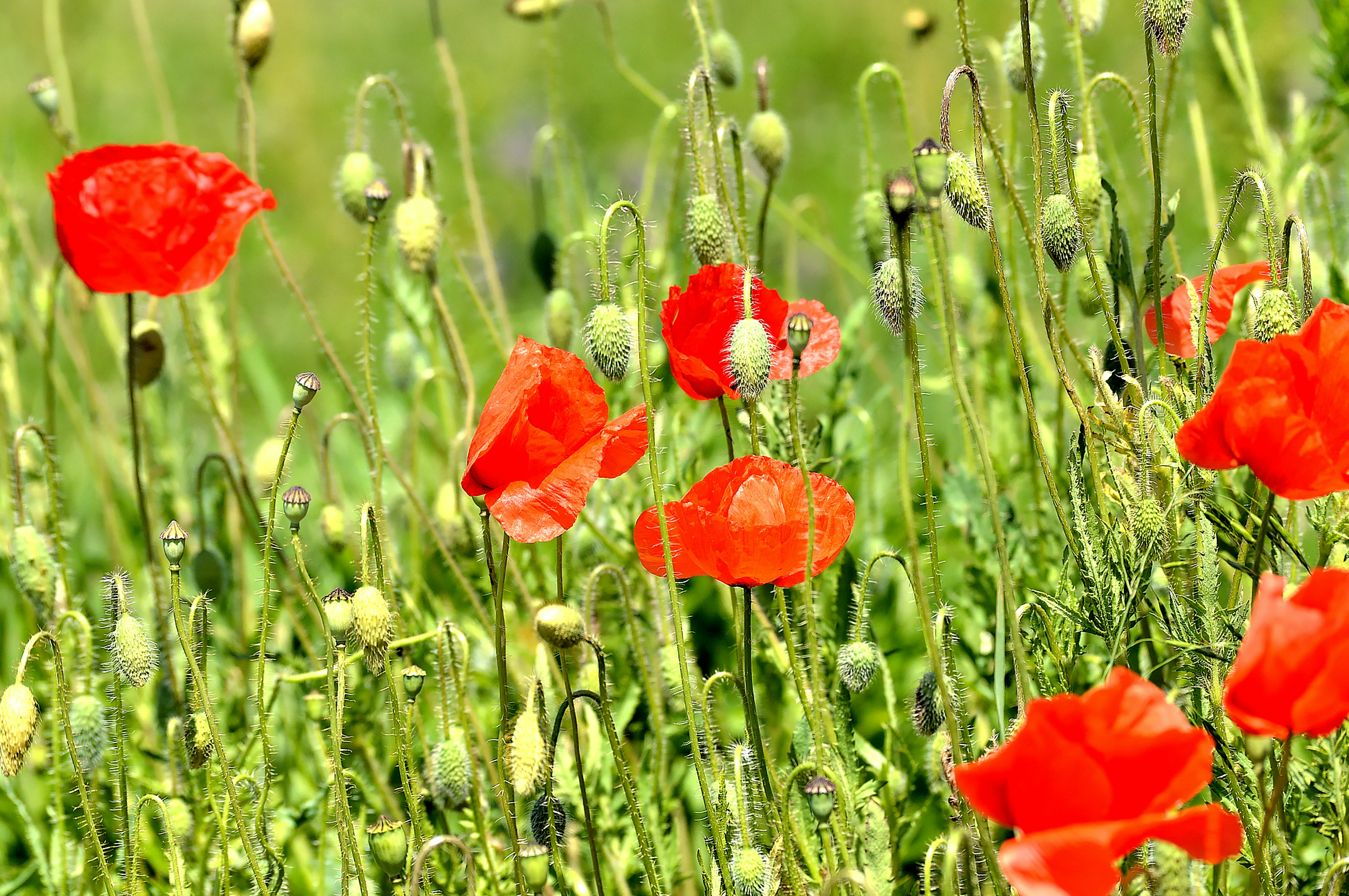 Bright red poppies stand tall among green stems in a sunlit field, with buds and stems creating a textured backdrop.