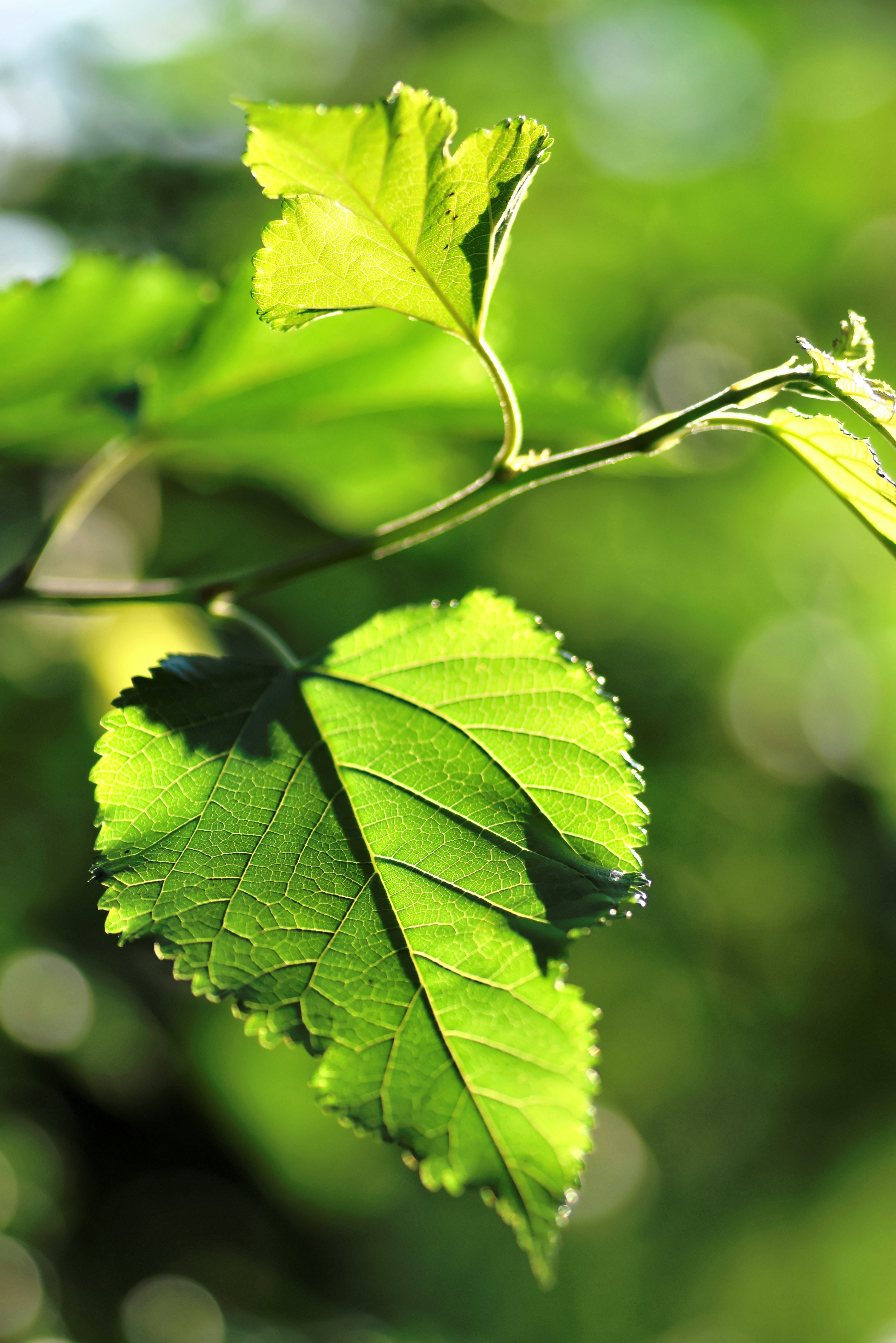 Sunlit Vine Leaf: Veins in Threshold of Spring