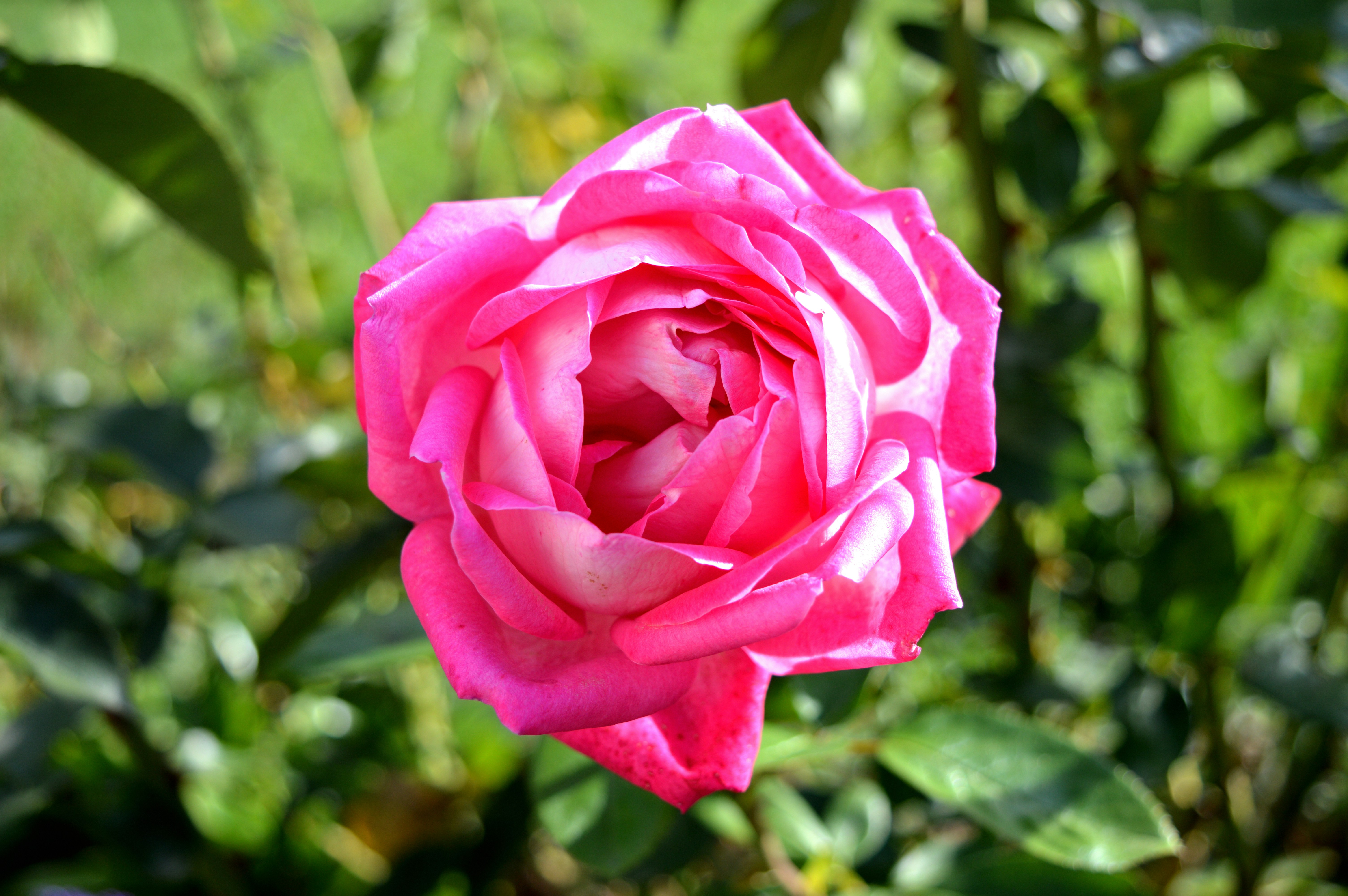 Vivid Pink Rose Centerstage in a Sunlit Garden