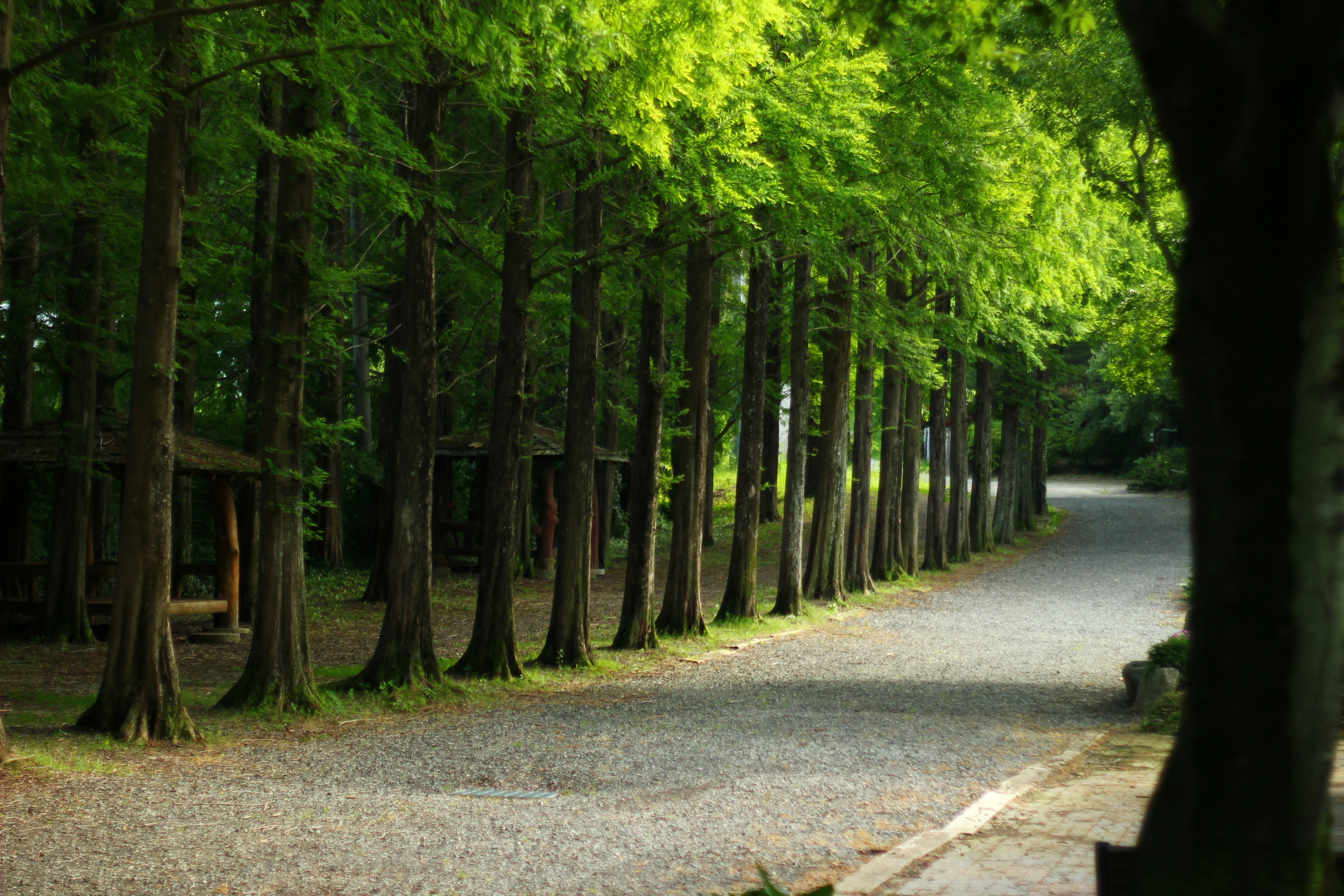 A Quiet Arbor Path Leading the Eye Toward the Distant Light