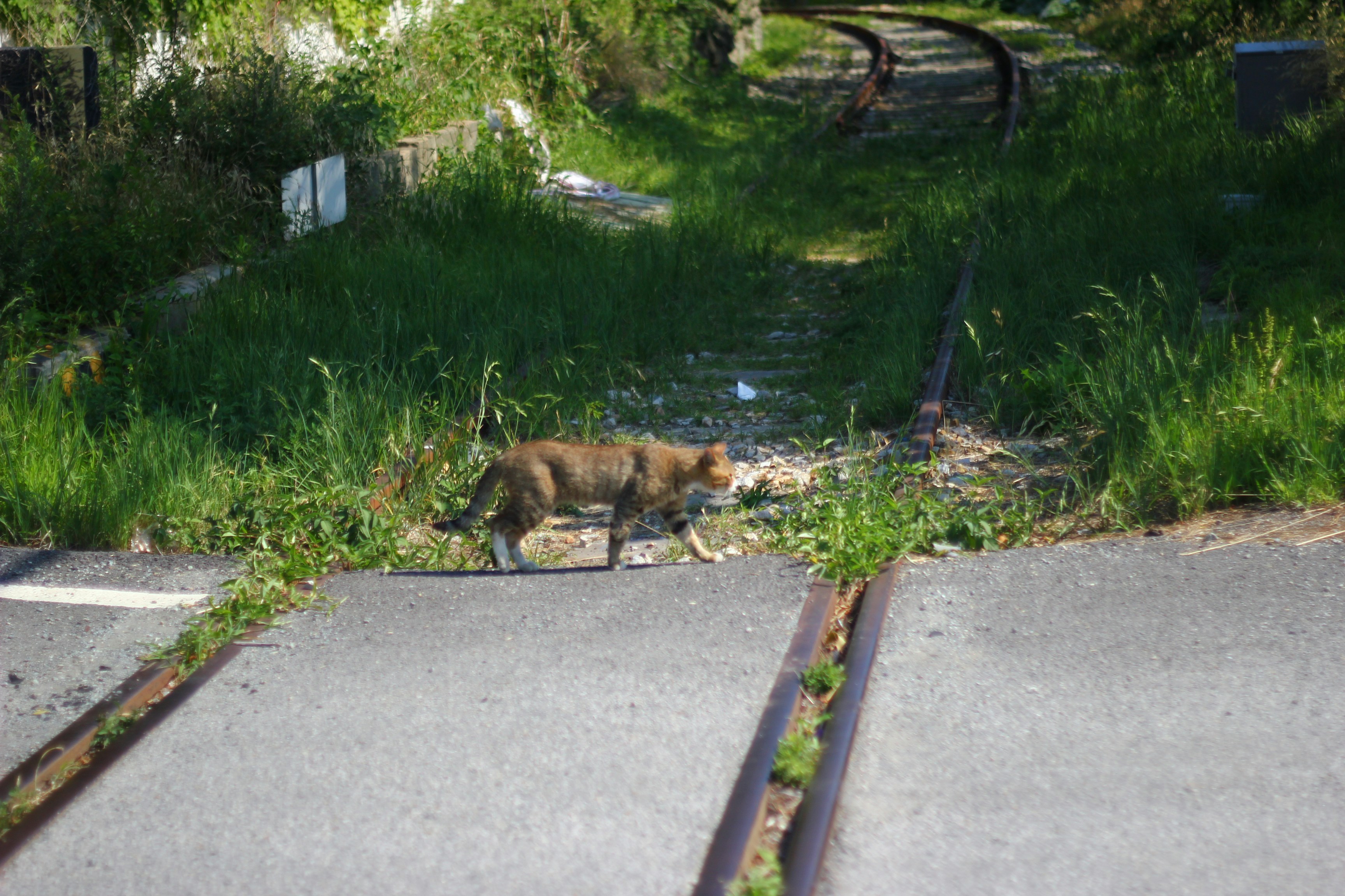 Cat on a Rails Path: A Quiet Break in the Overgrown Corridor