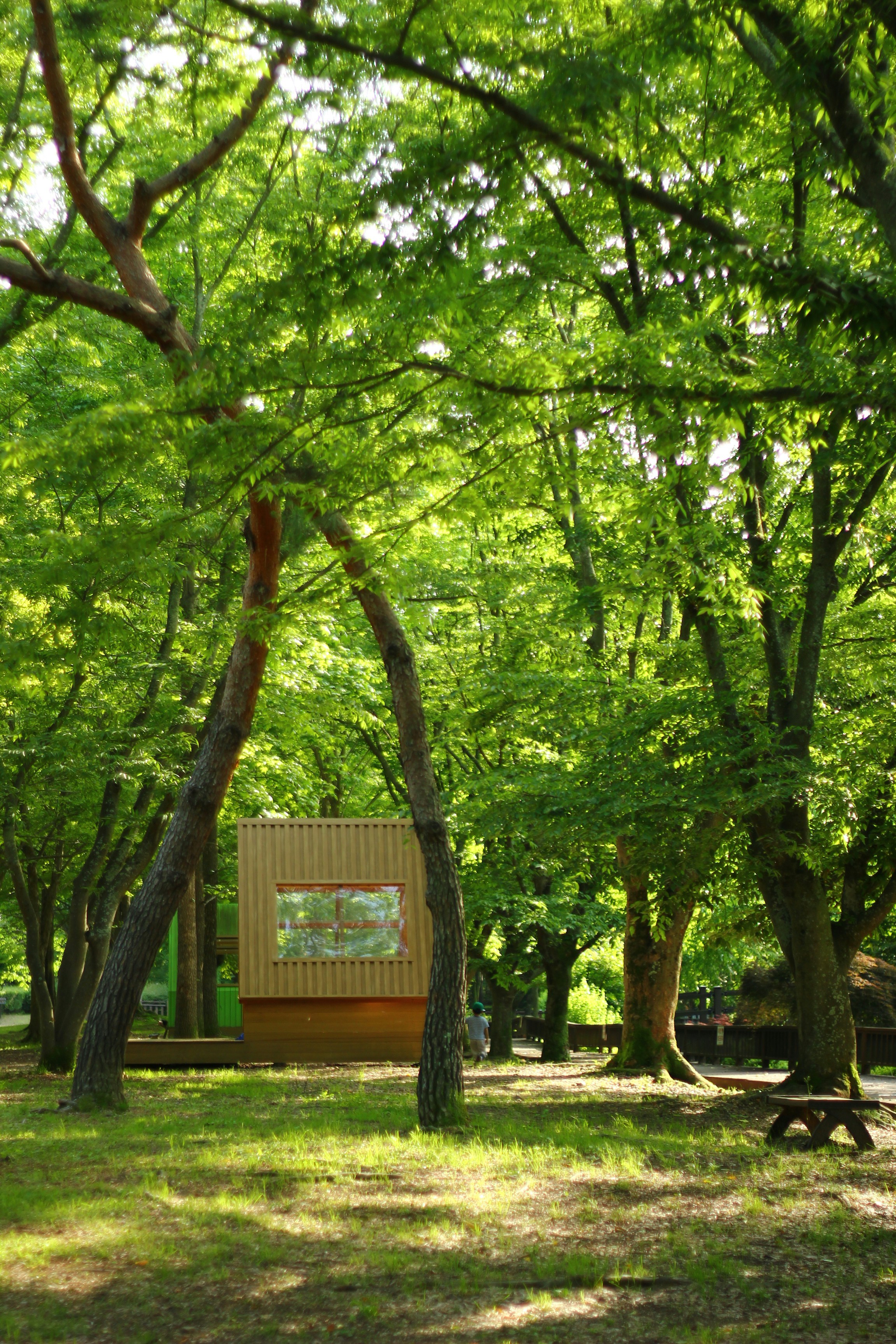 A Quiet Forest Studio: A Wooden Structure Nestled Among Green Canopy