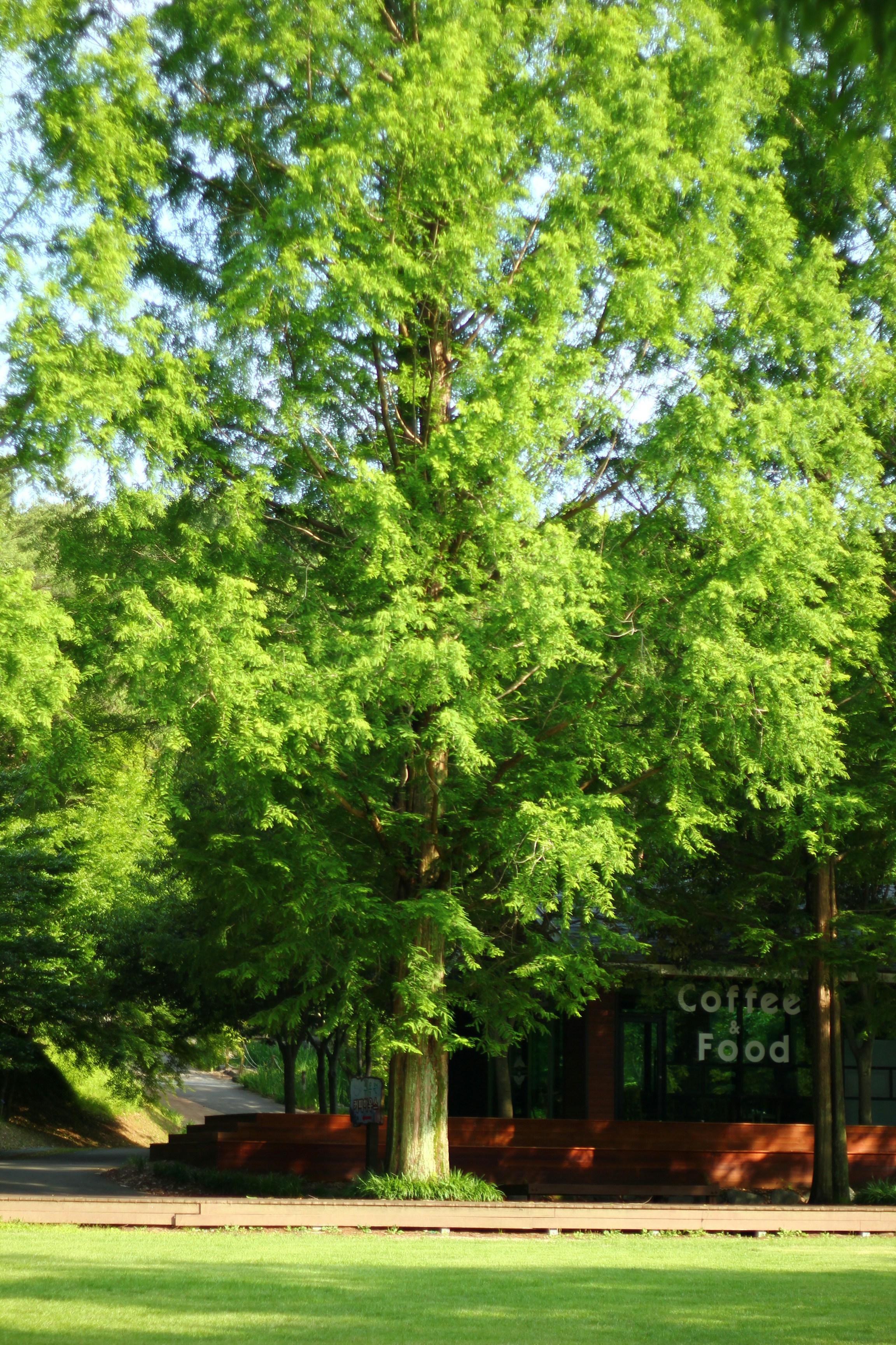 Lush Tree Canopy Overlooking a Quiet Campus Café