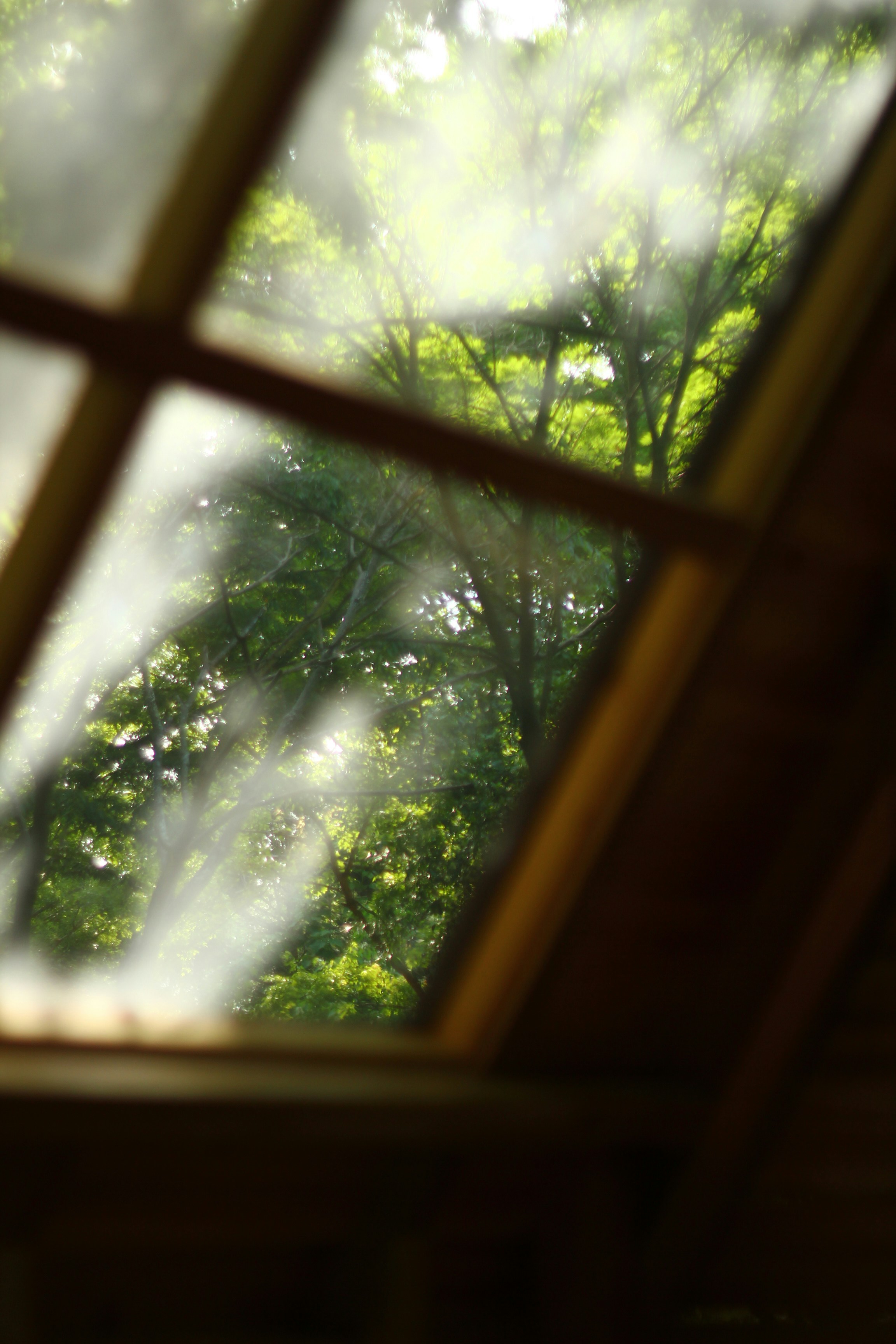Window to the Canopy: Verdurous Light Through a Loft Window