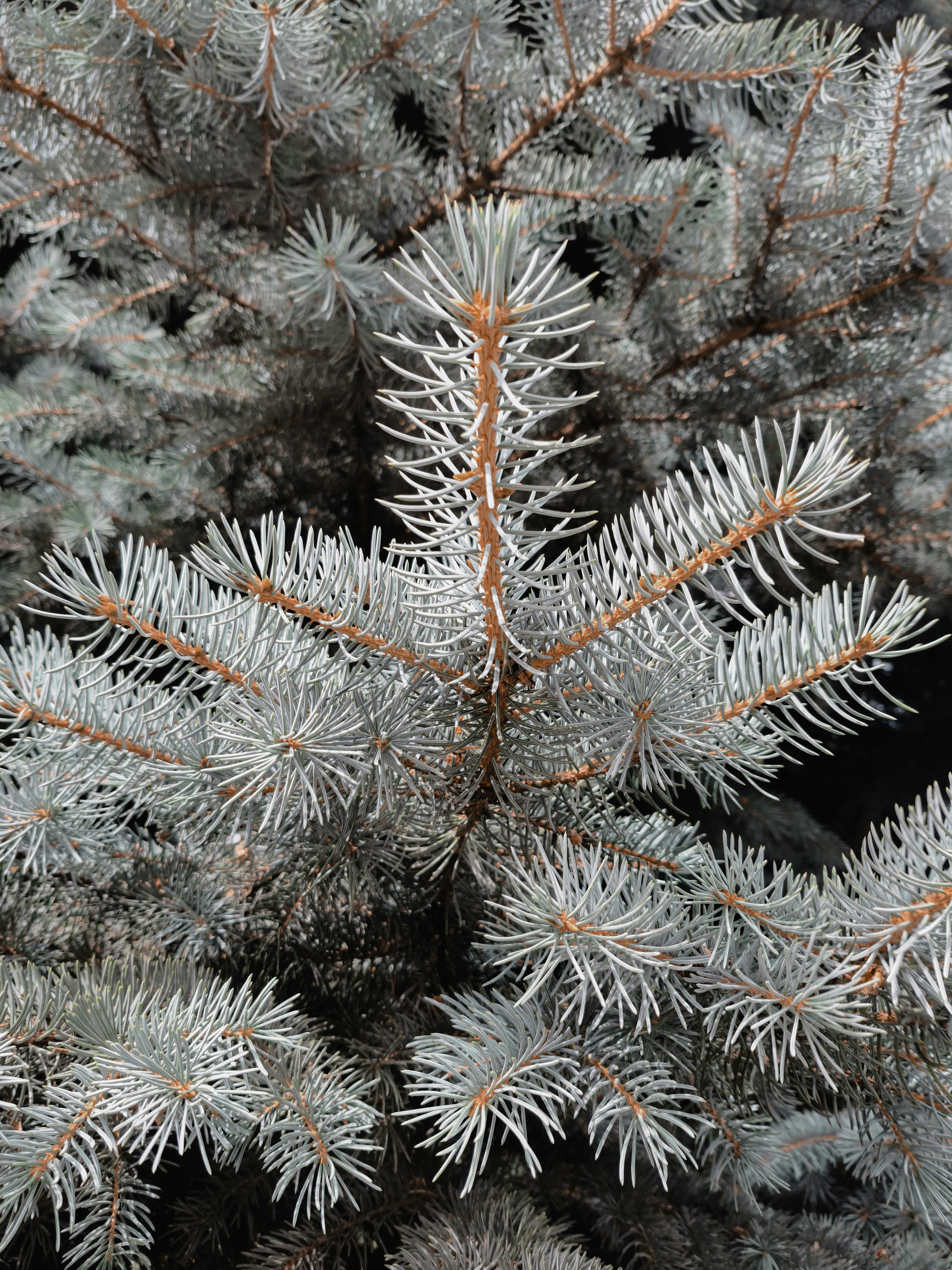 Frosted Foliage: A Close-Up of Needley Blue Spruce