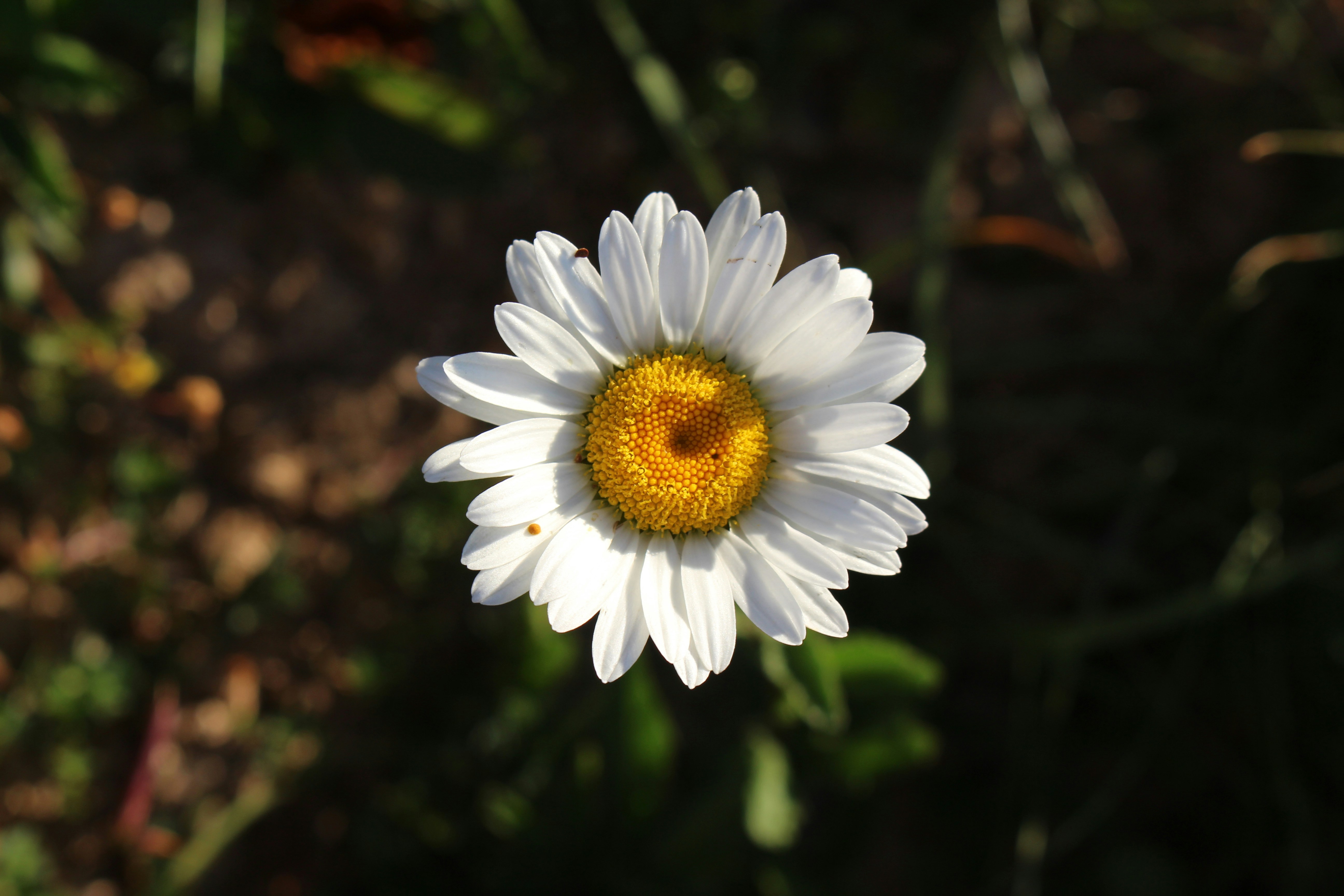 Bright white daisy with a vibrant yellow center sits in soft shade, isolated against a blurred natural background. A simple close-up highlighting petal texture and color.
