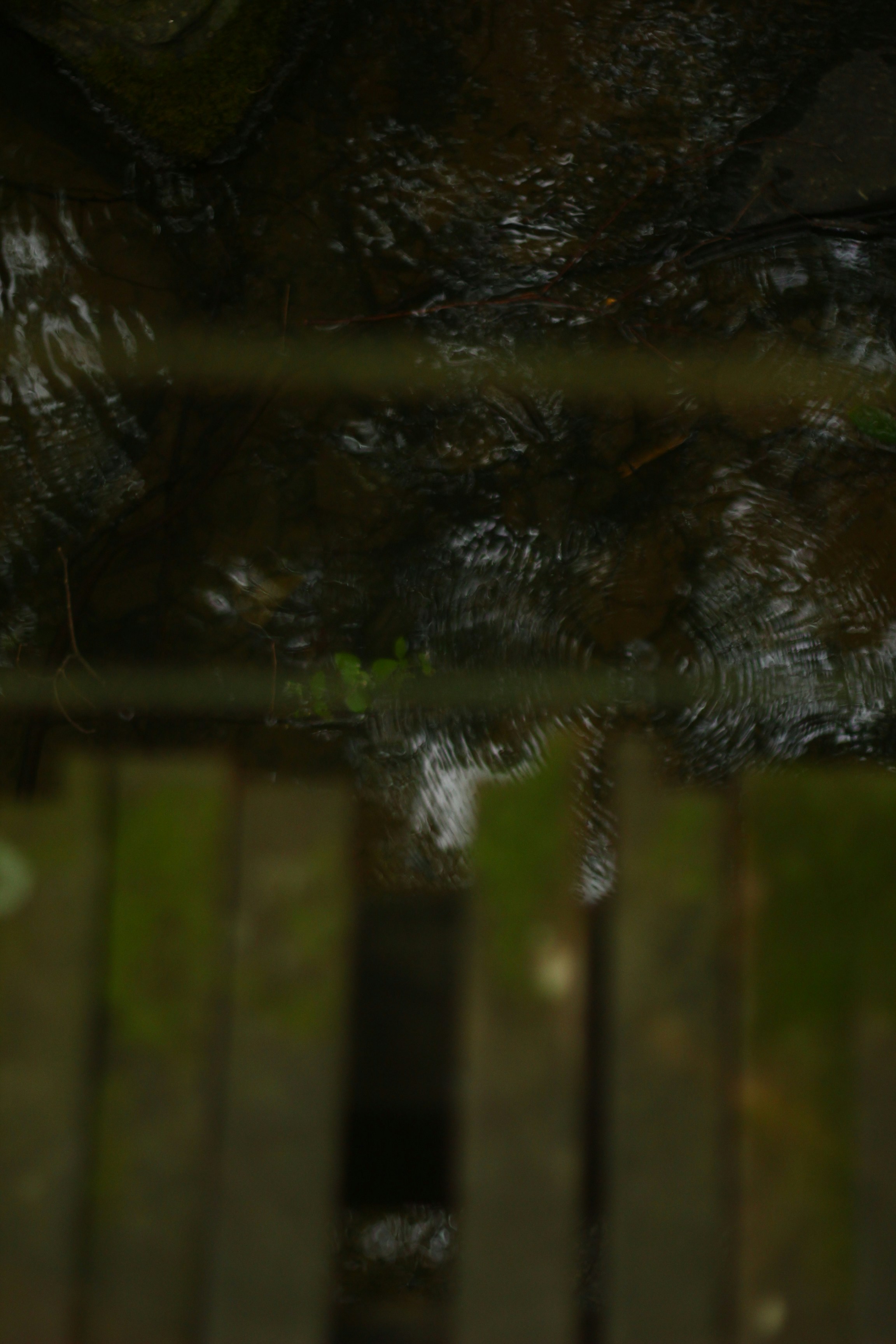 Dark Reflection: A Murky Corridor of Mossy Slats