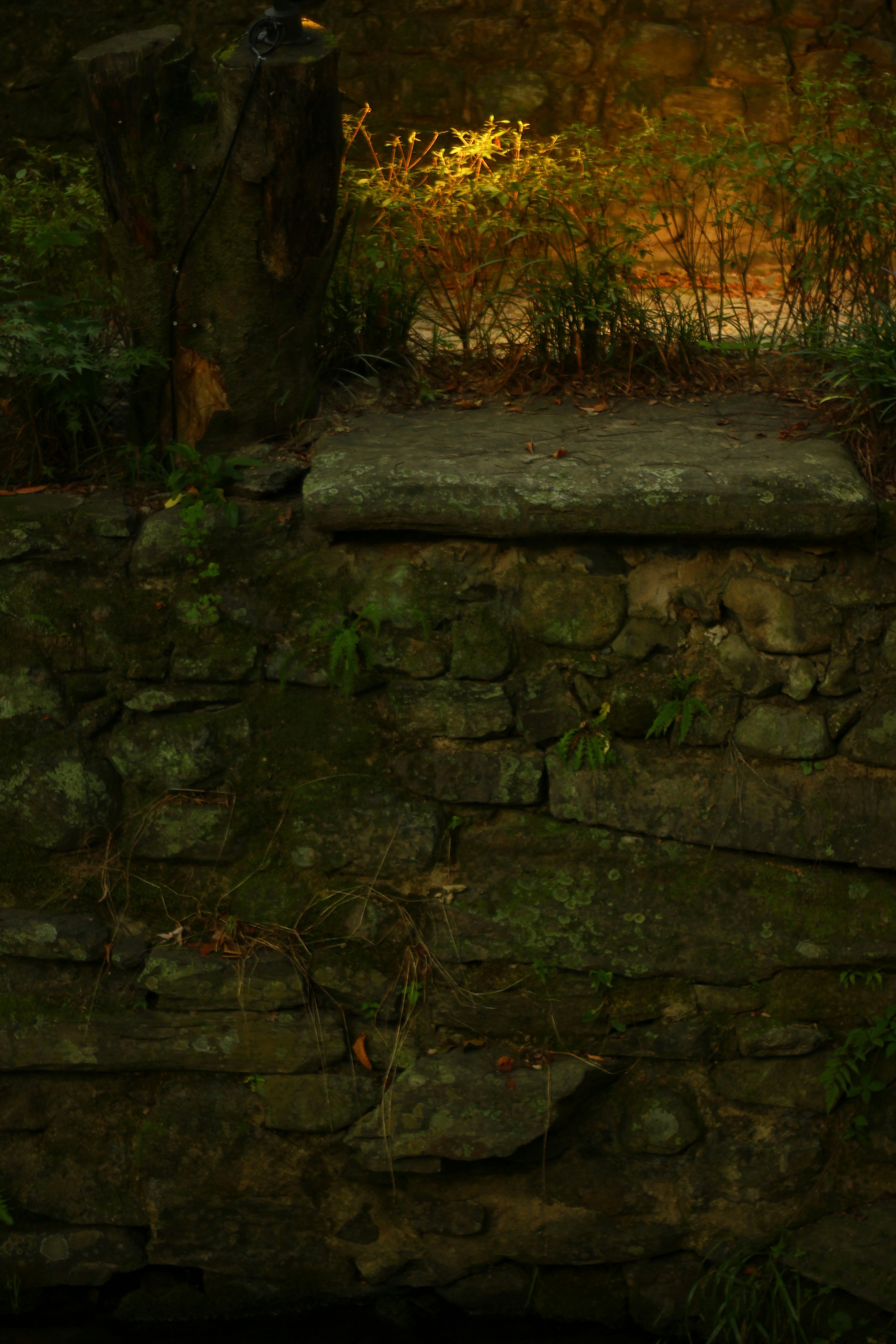 Sunlit Ferns Over a Weathered Stone Wall