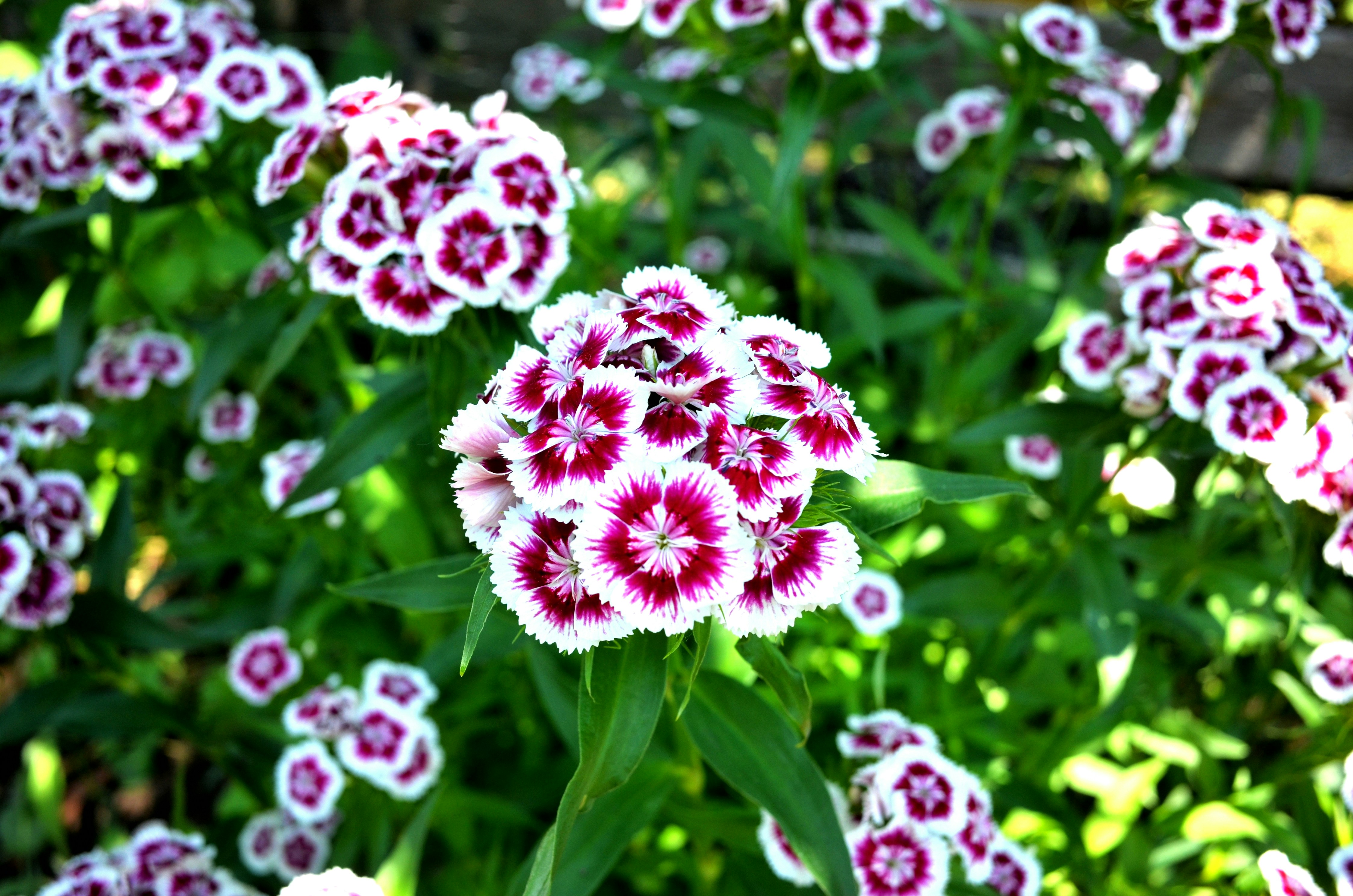 Central Bloom: Crimson-edged Carnations in a Sunlit Bed
