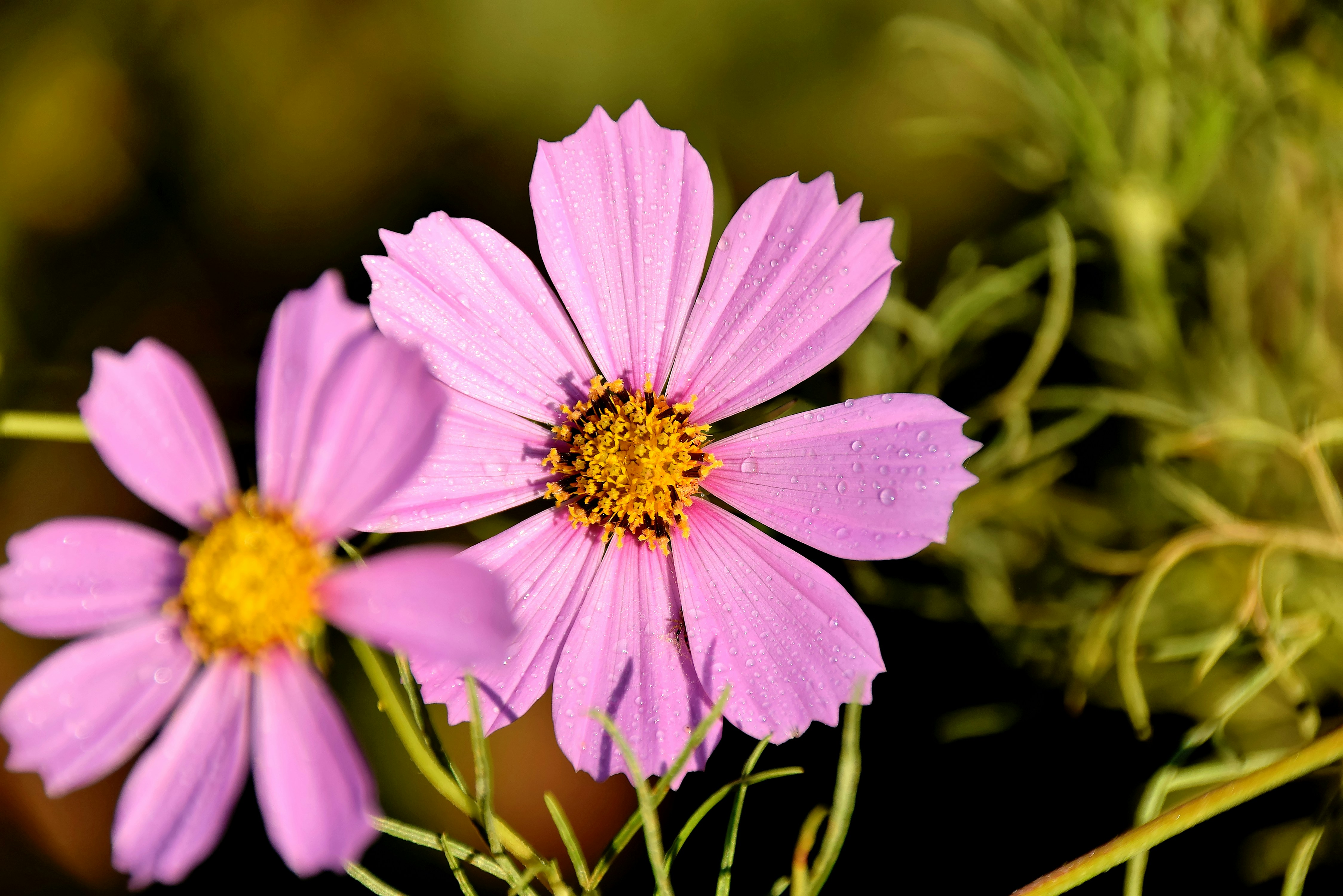 Pink Cosmos in Focus: Close-Up of Delicate Petals and Dew