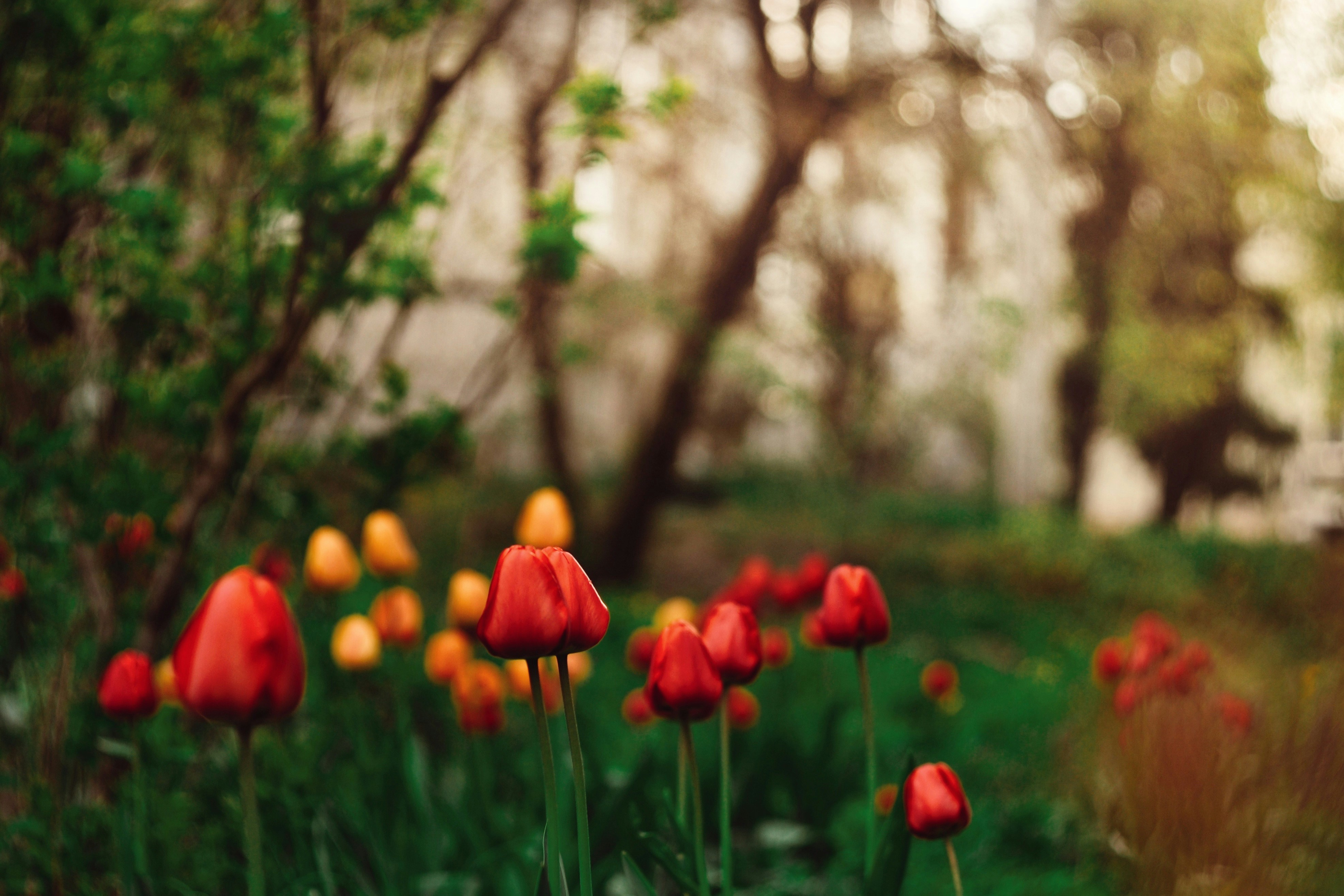 Tulip Field in a Dreamlike Blur