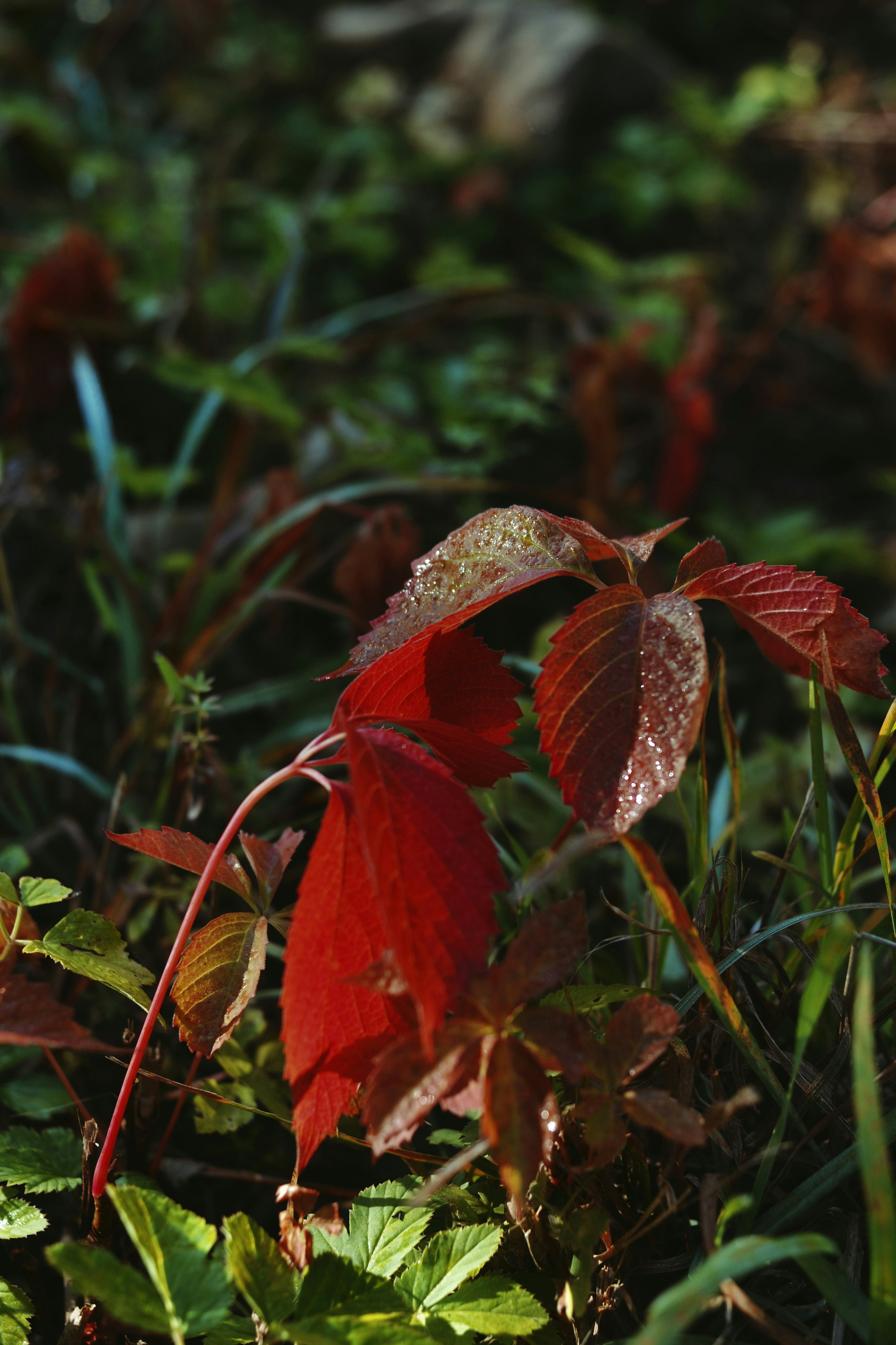 Crimson Vine in Dappled Shade