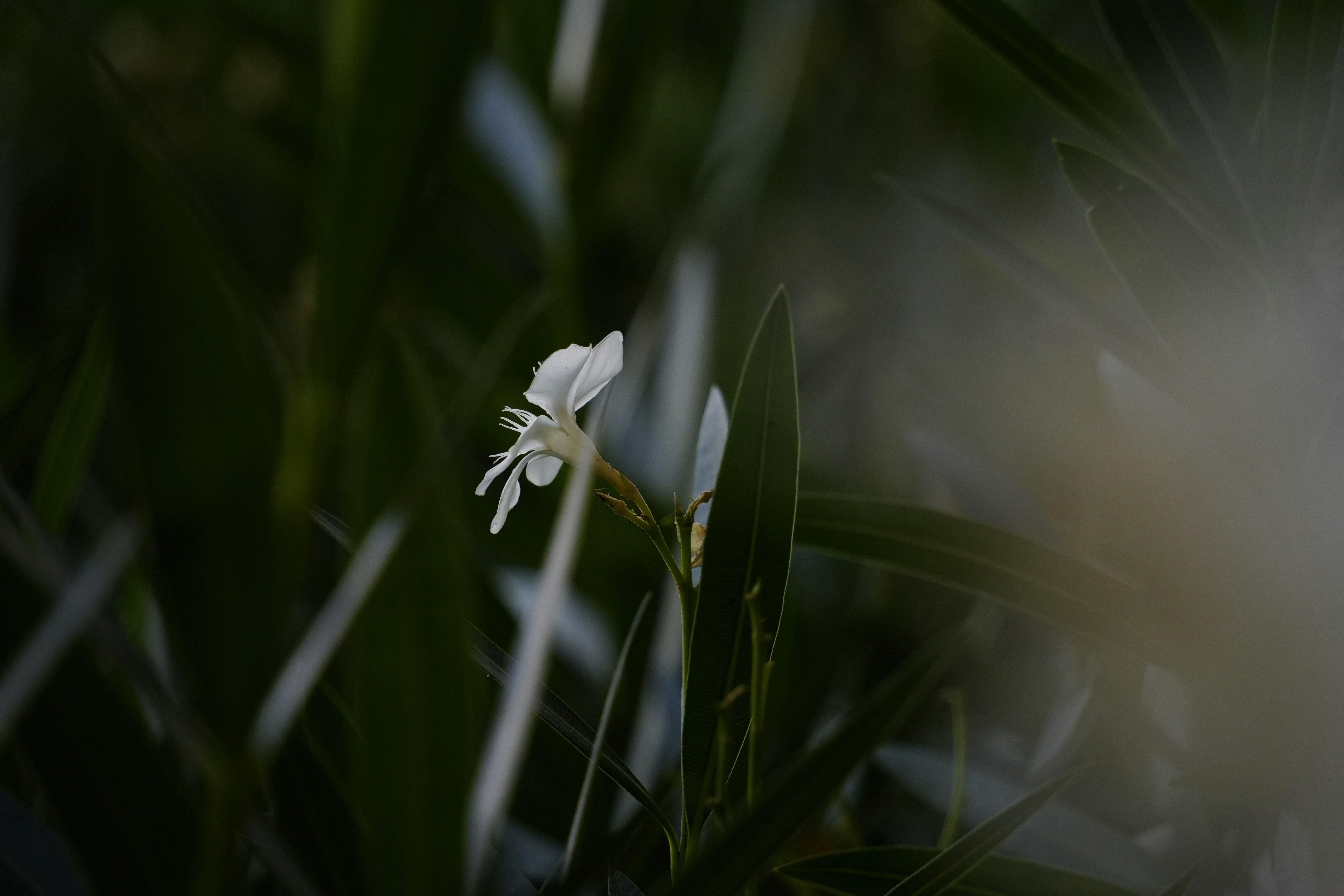 Solitary White Bloom in Shadowed Reeds