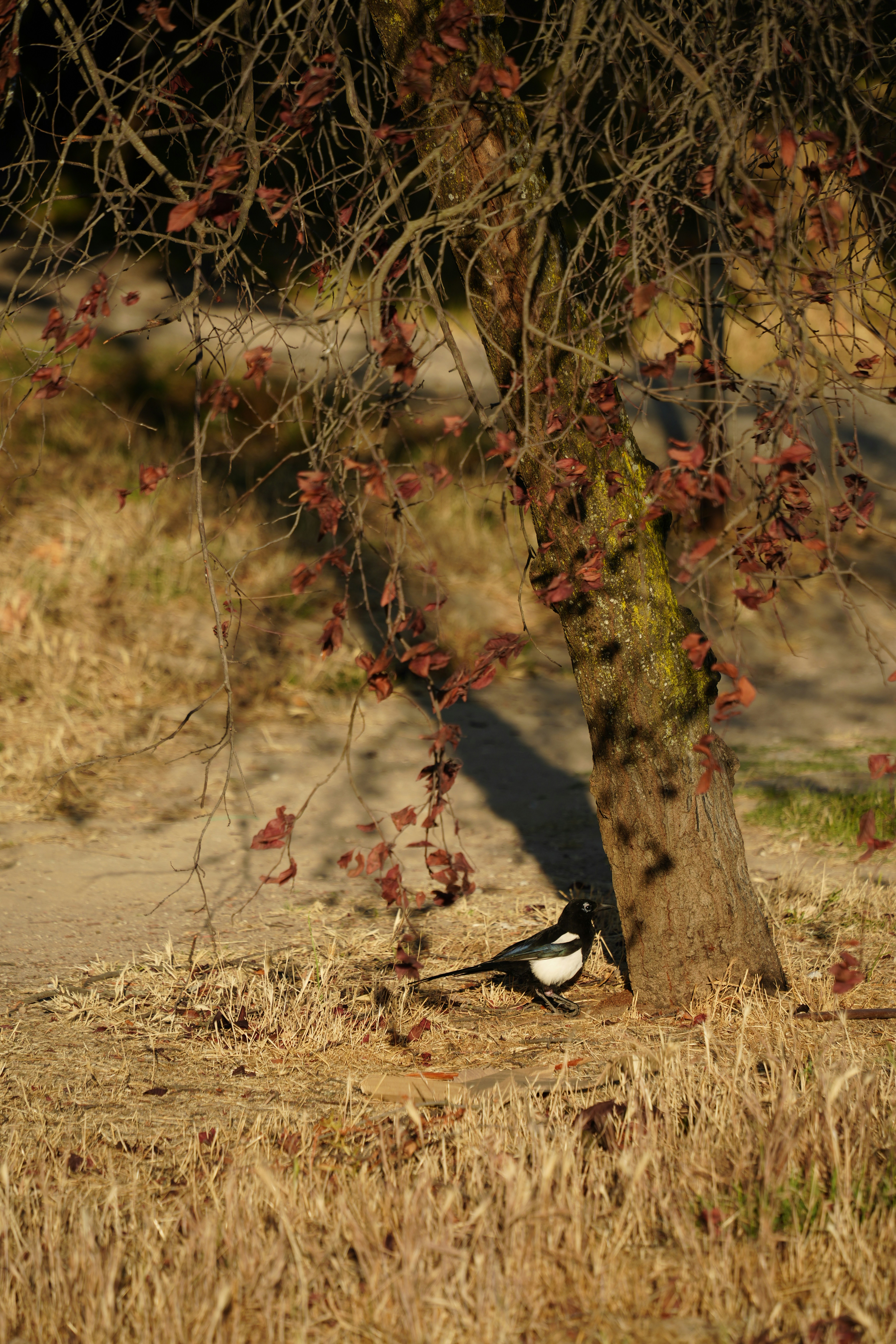 Black-capped Magpie at the Base of a Mossy Tree
