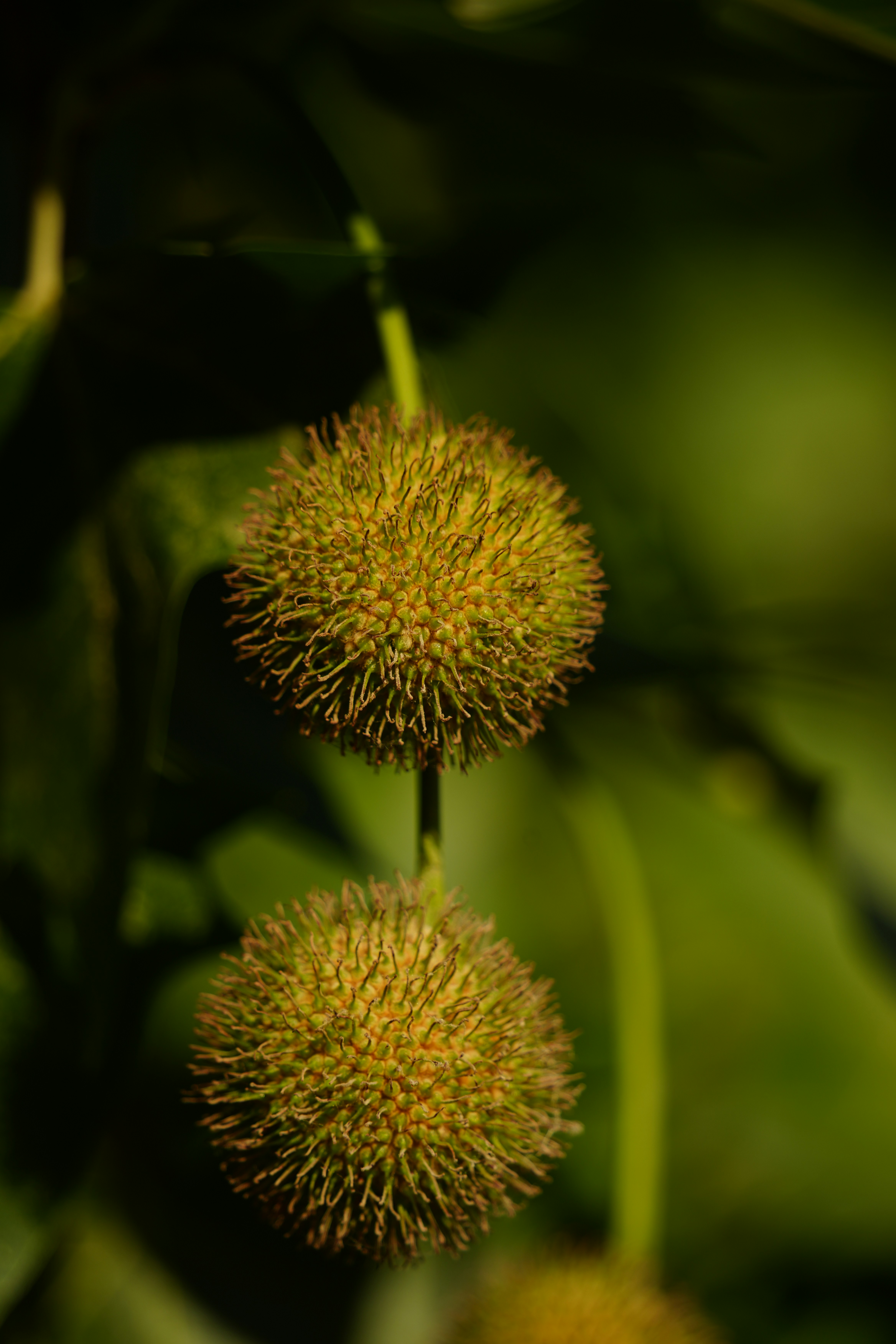Golden Orb Blooms: A Duo of Seed Heads in Soft Focus Green