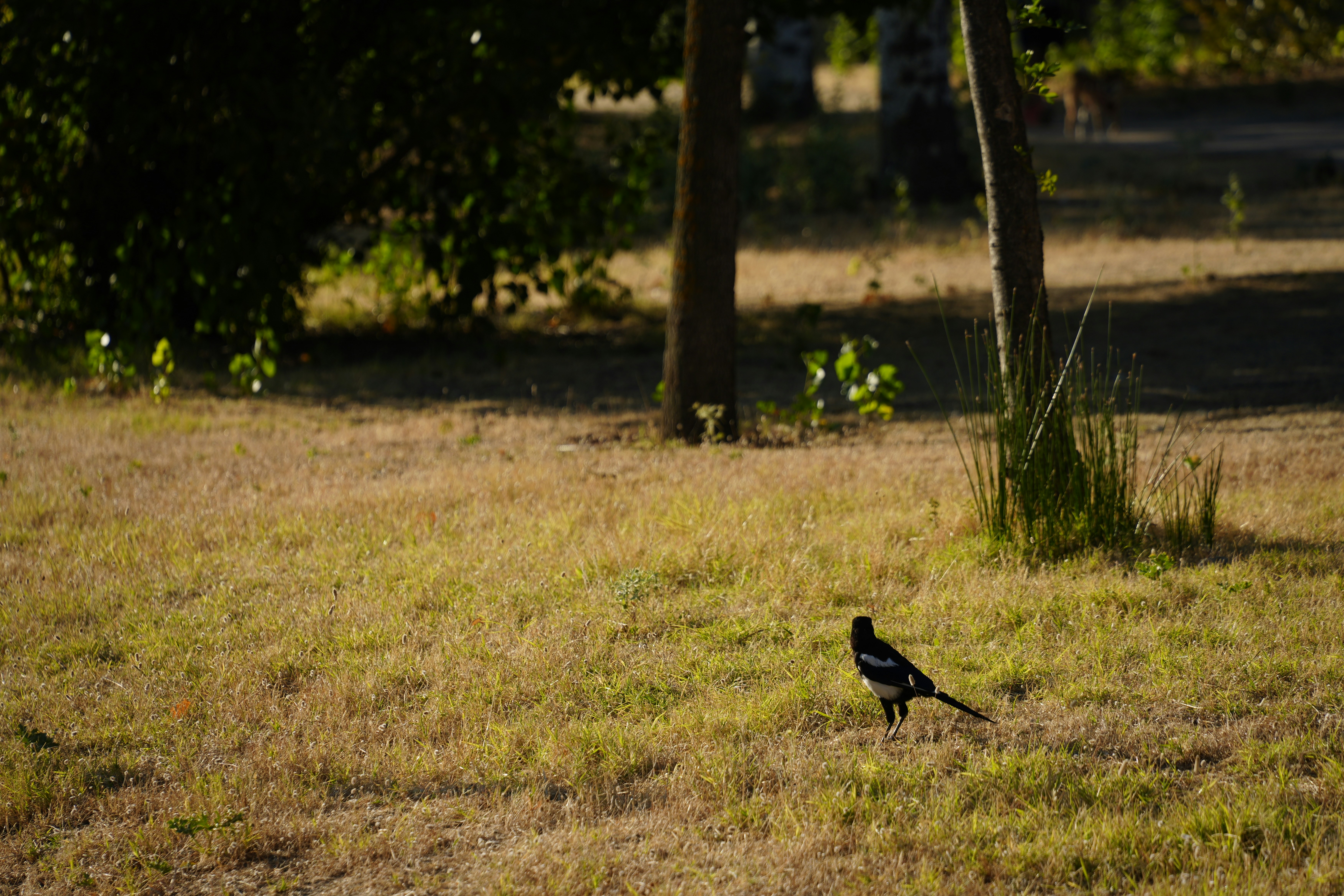Black Bird on Sunlit Field Near Sparse Trees