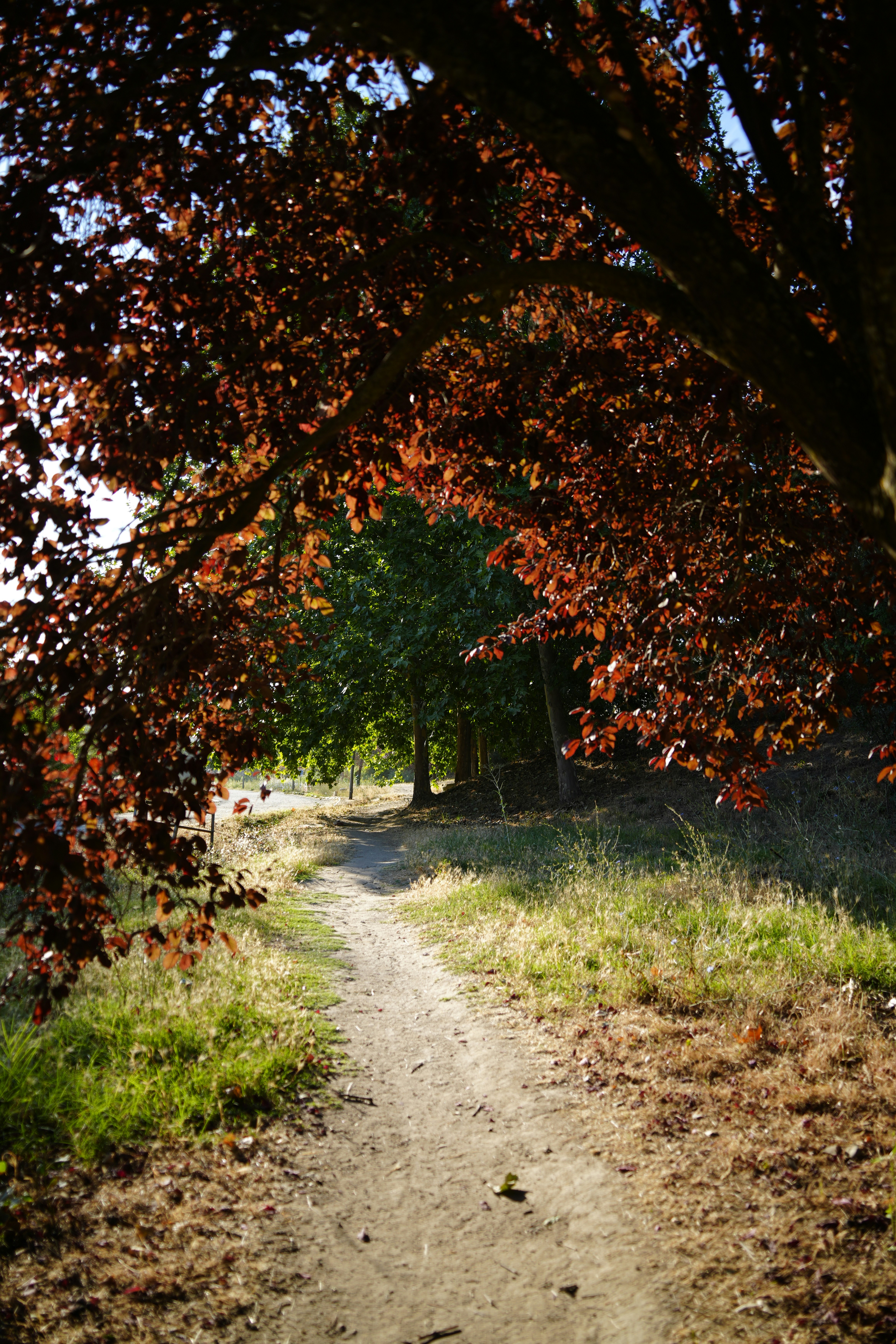 Pathway Through a Canopy of Autumn Fire