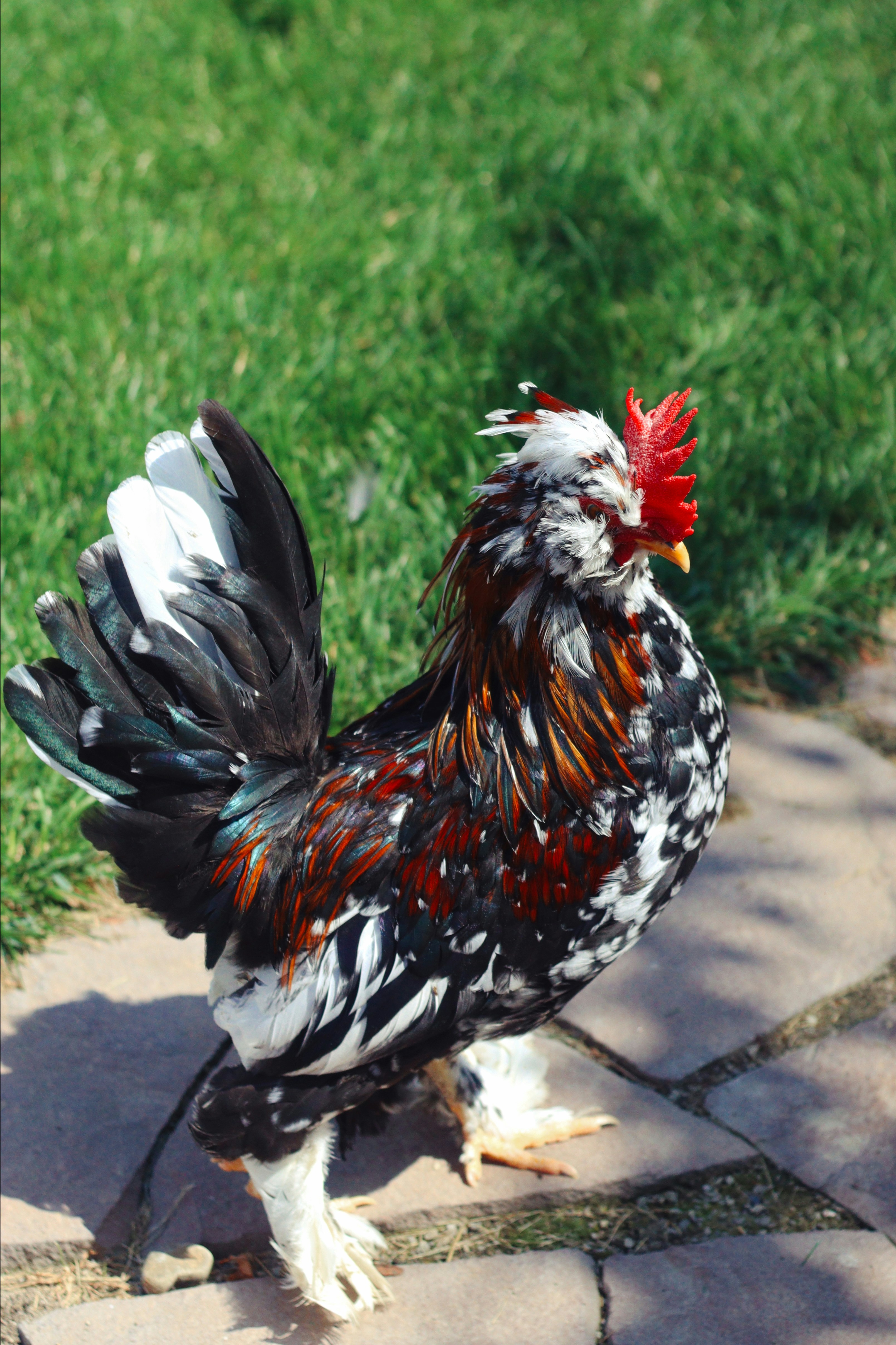Rooster in the Sunlit Courtyard