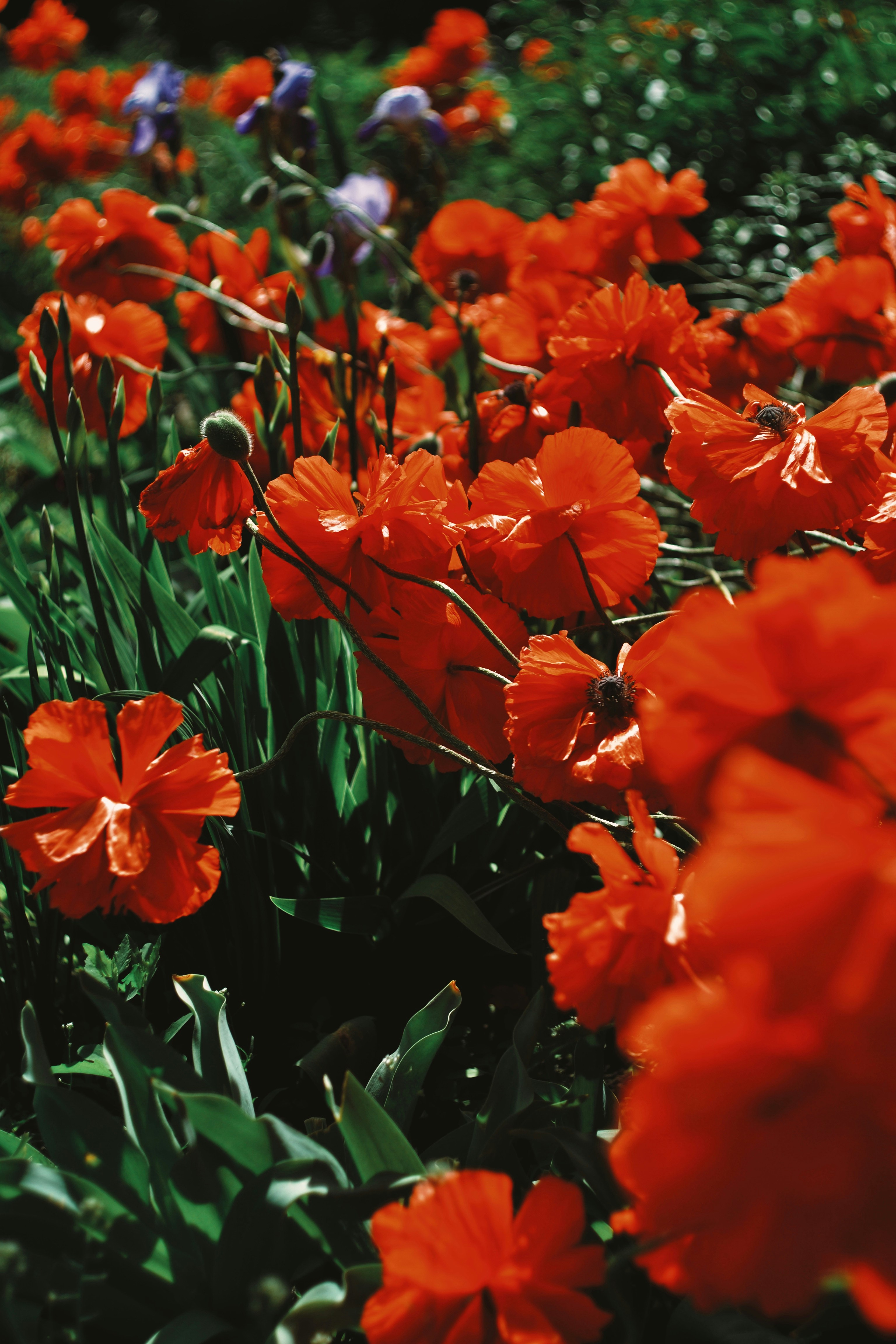 Crimson Poppies of Spring