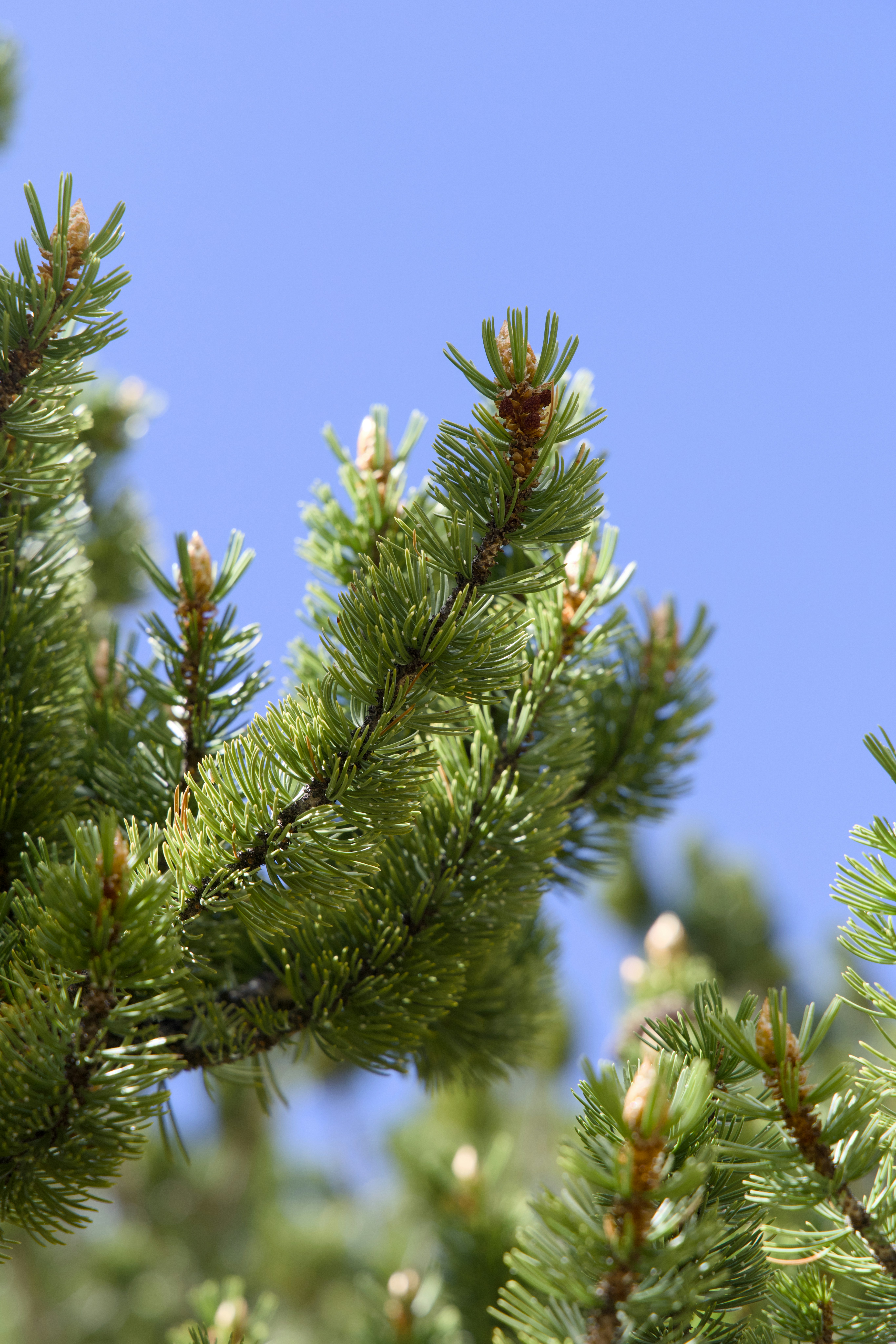 Needleful Escapes: Fresh Pine Ends Reaching Toward a Clear Sky