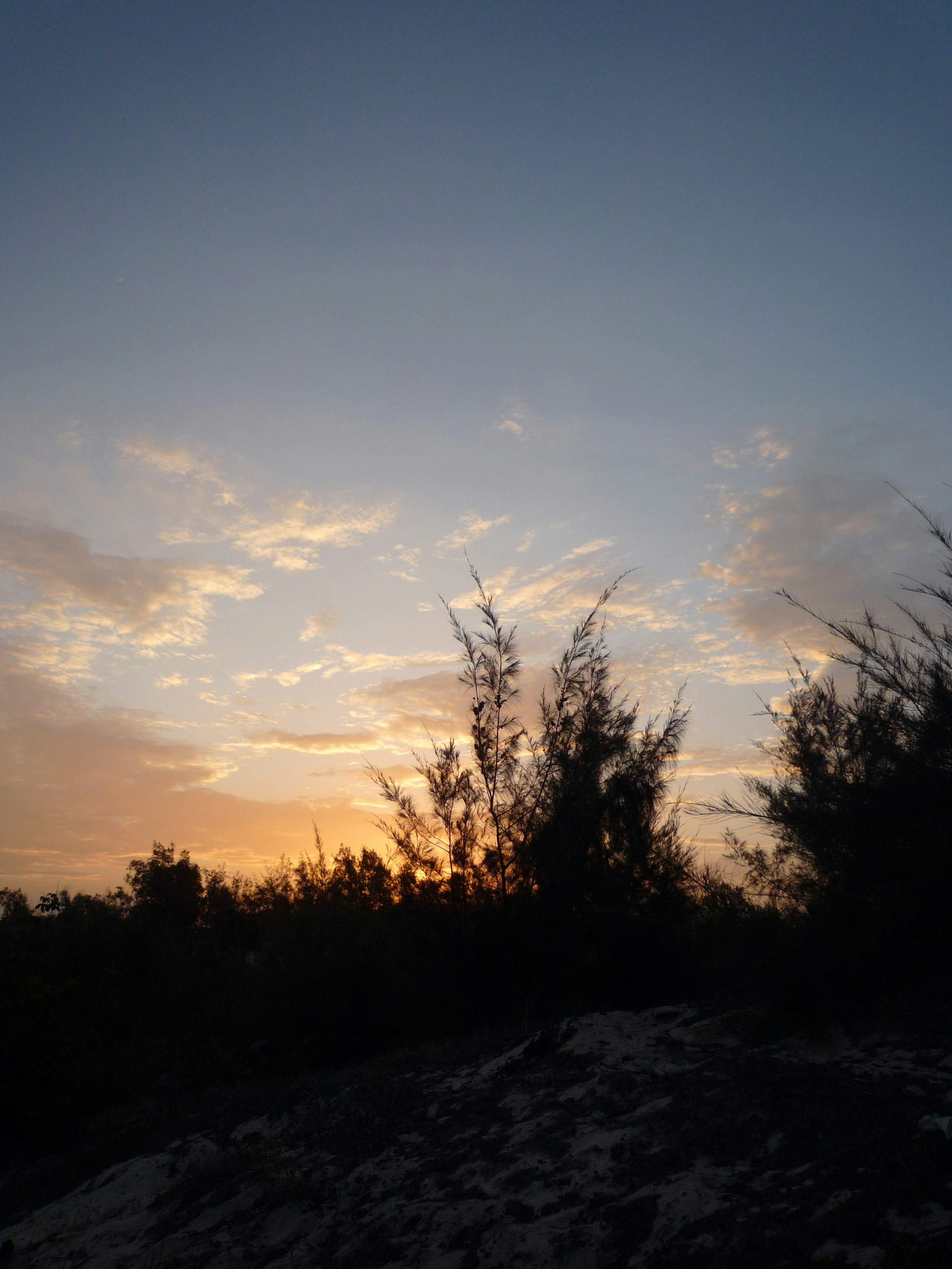 Twilight silhouettes: grasses swaying against a fading sunset