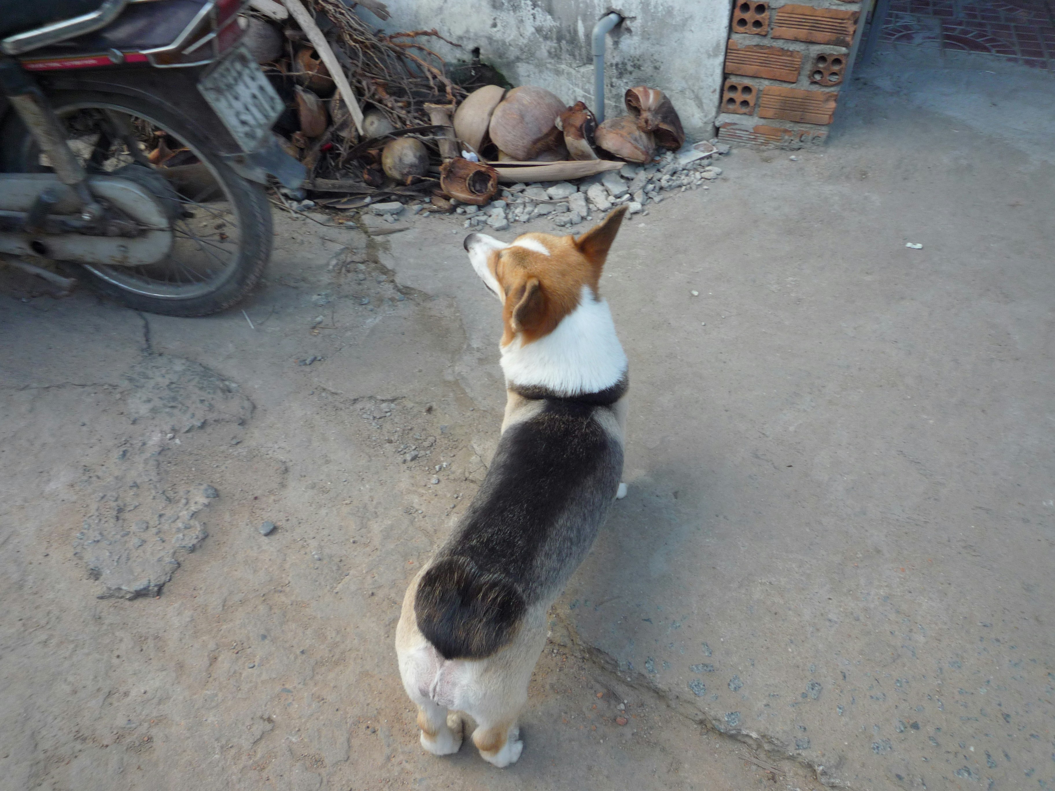 Rear-View of a Corgi-Like Terrior Surveying a Courtyard Junk Pile