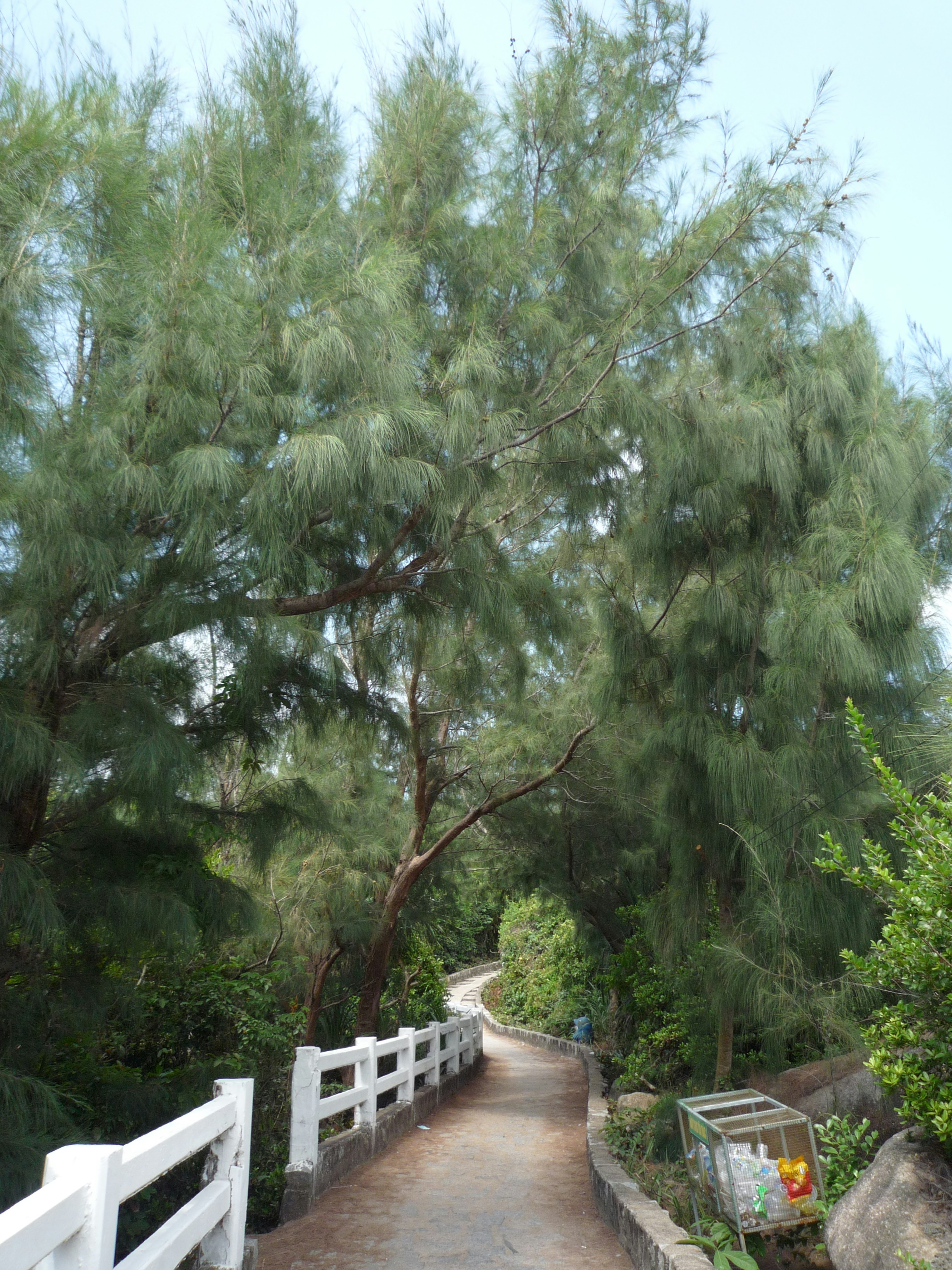 Path Under a Canopy: A Serene Riverside Walk Through Shaded Pines