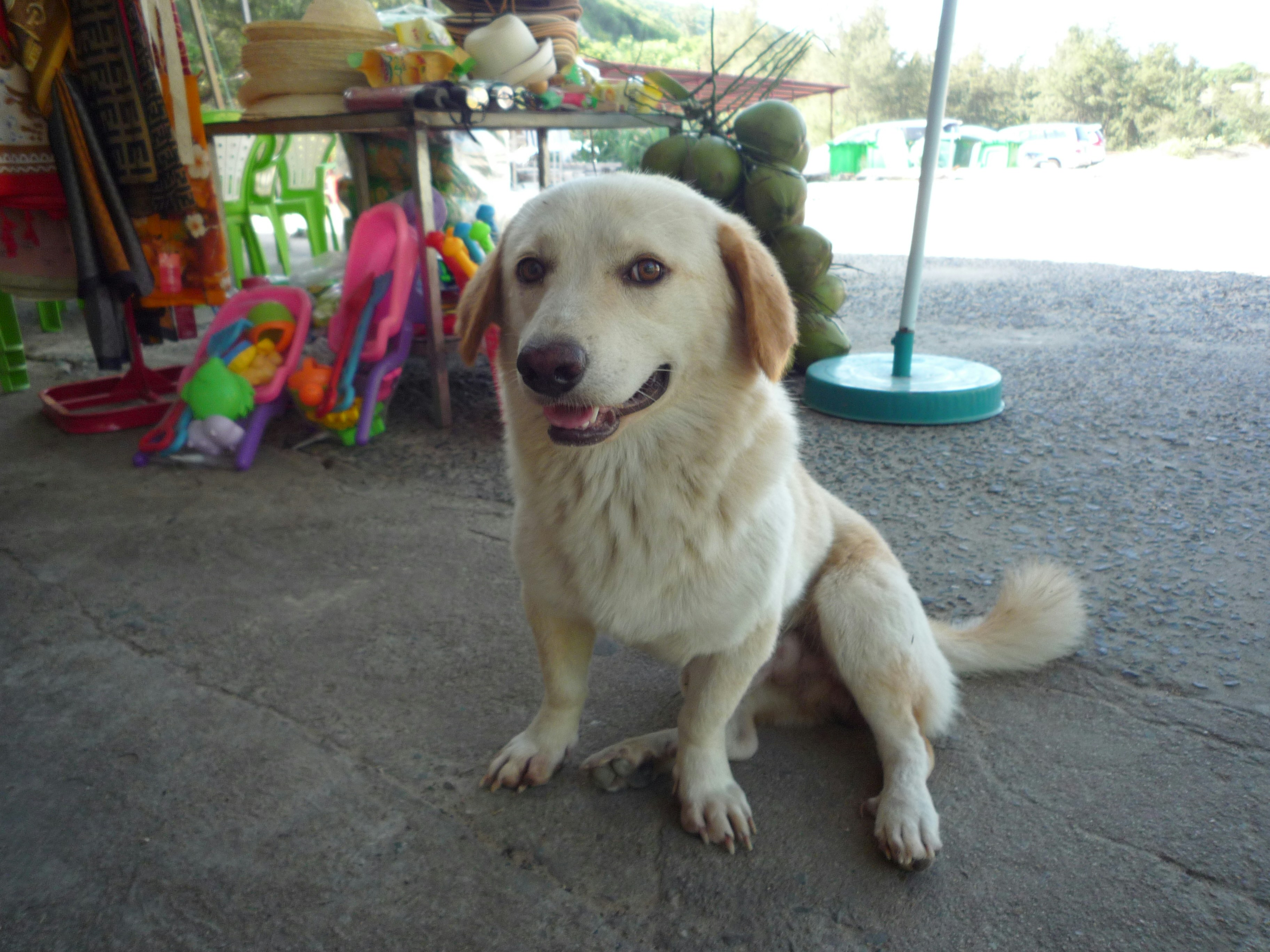Golden Pup at a Busy Market Stand