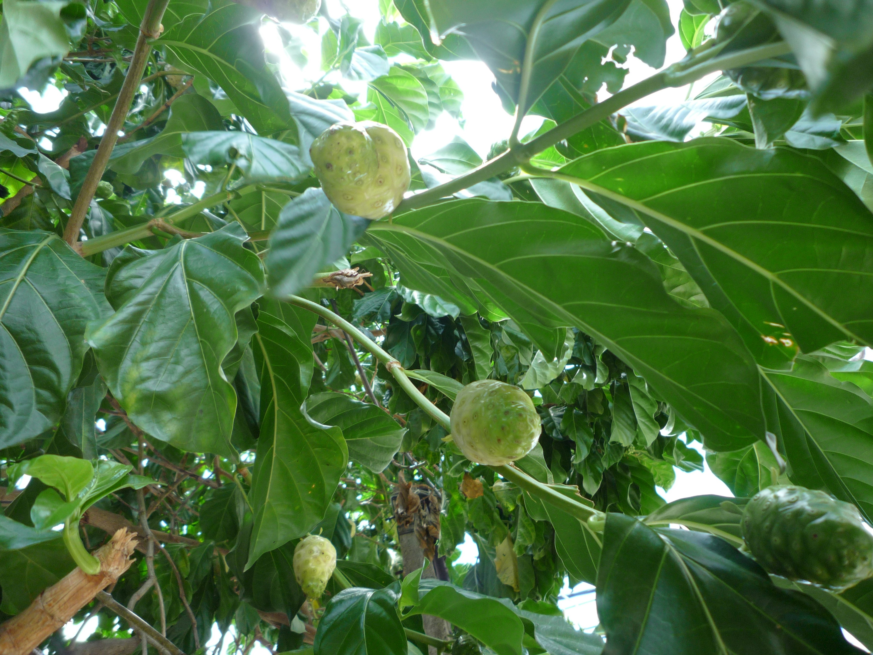 Green Pears on a Sunlit Orchard Branch