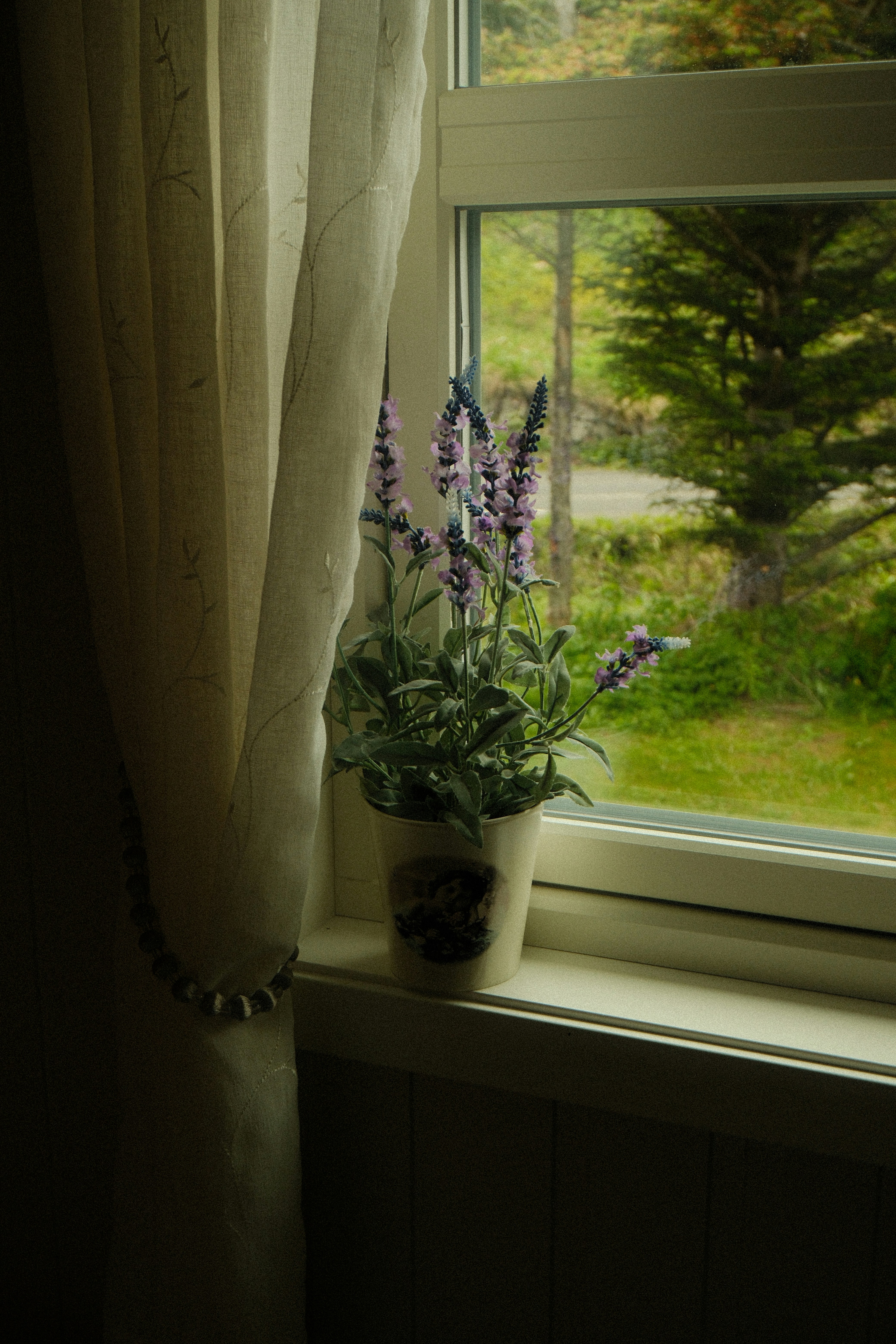 Lavender on a Windowsill: Quiet Light Through Curtain and Garden View
