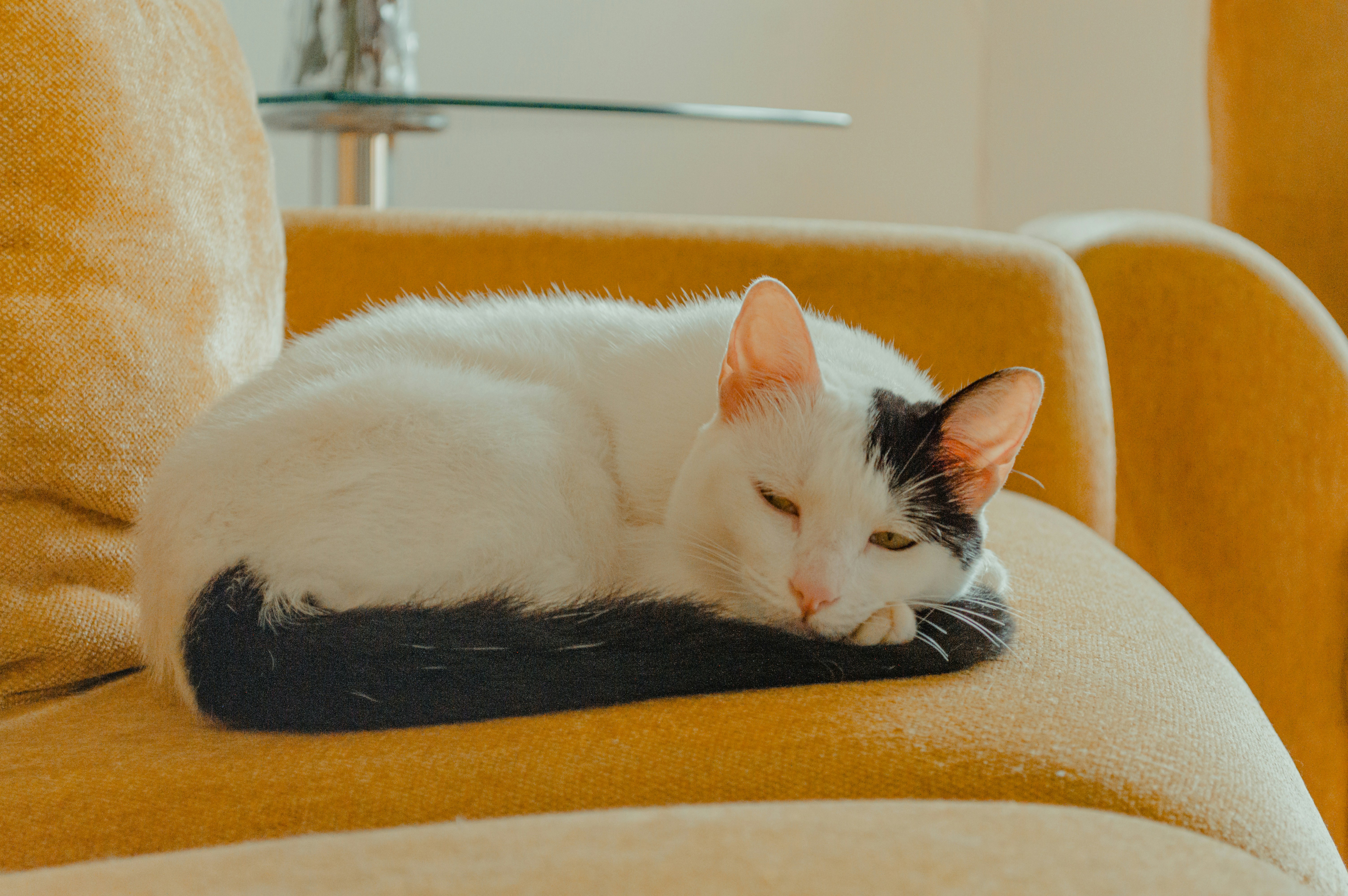 Sleeping on Sunny Orange Fabric: A Quiet Moment with a Calico-Eared Cat