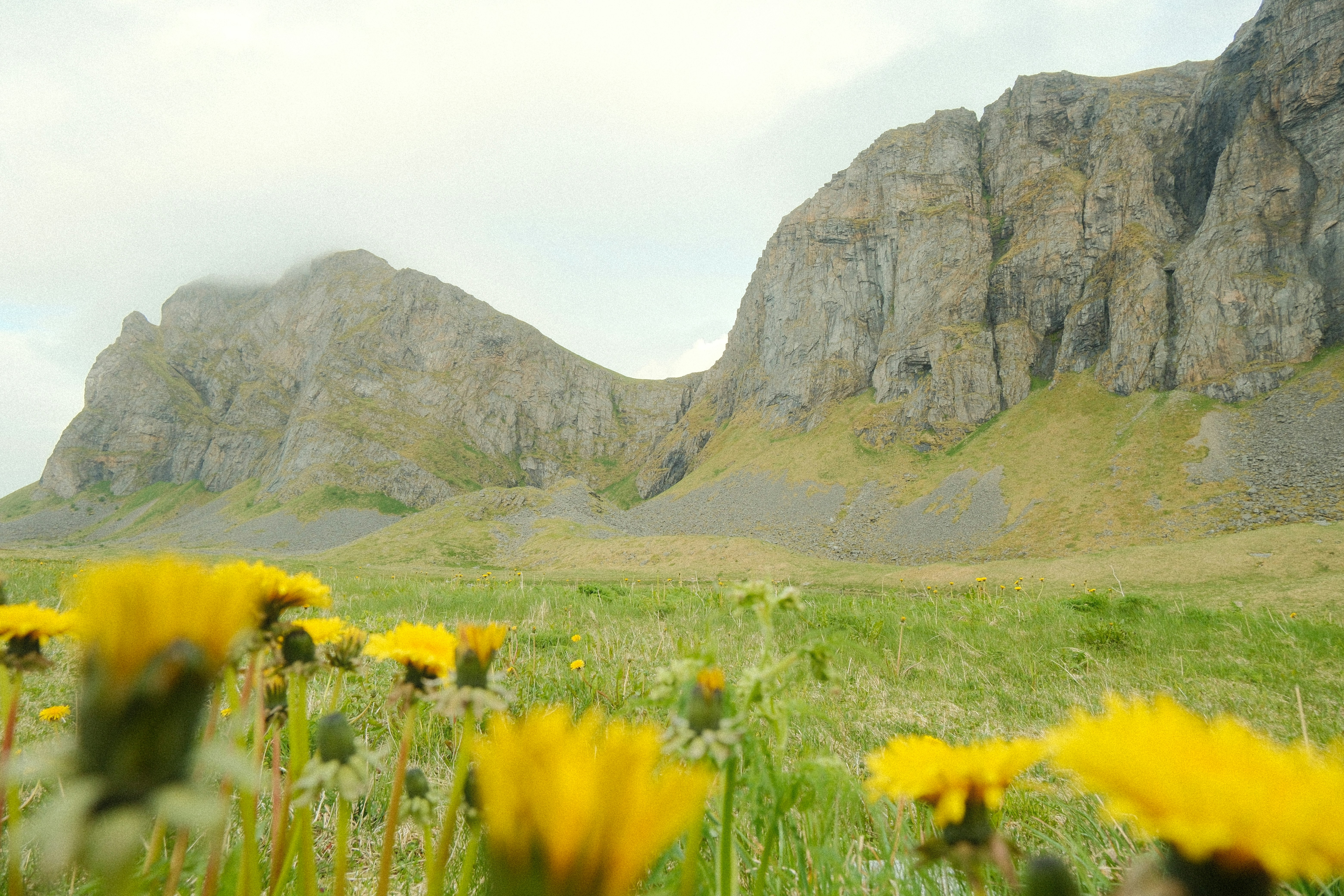 Yellow wildflowers lead the eye toward rugged cliffscape under soft sky