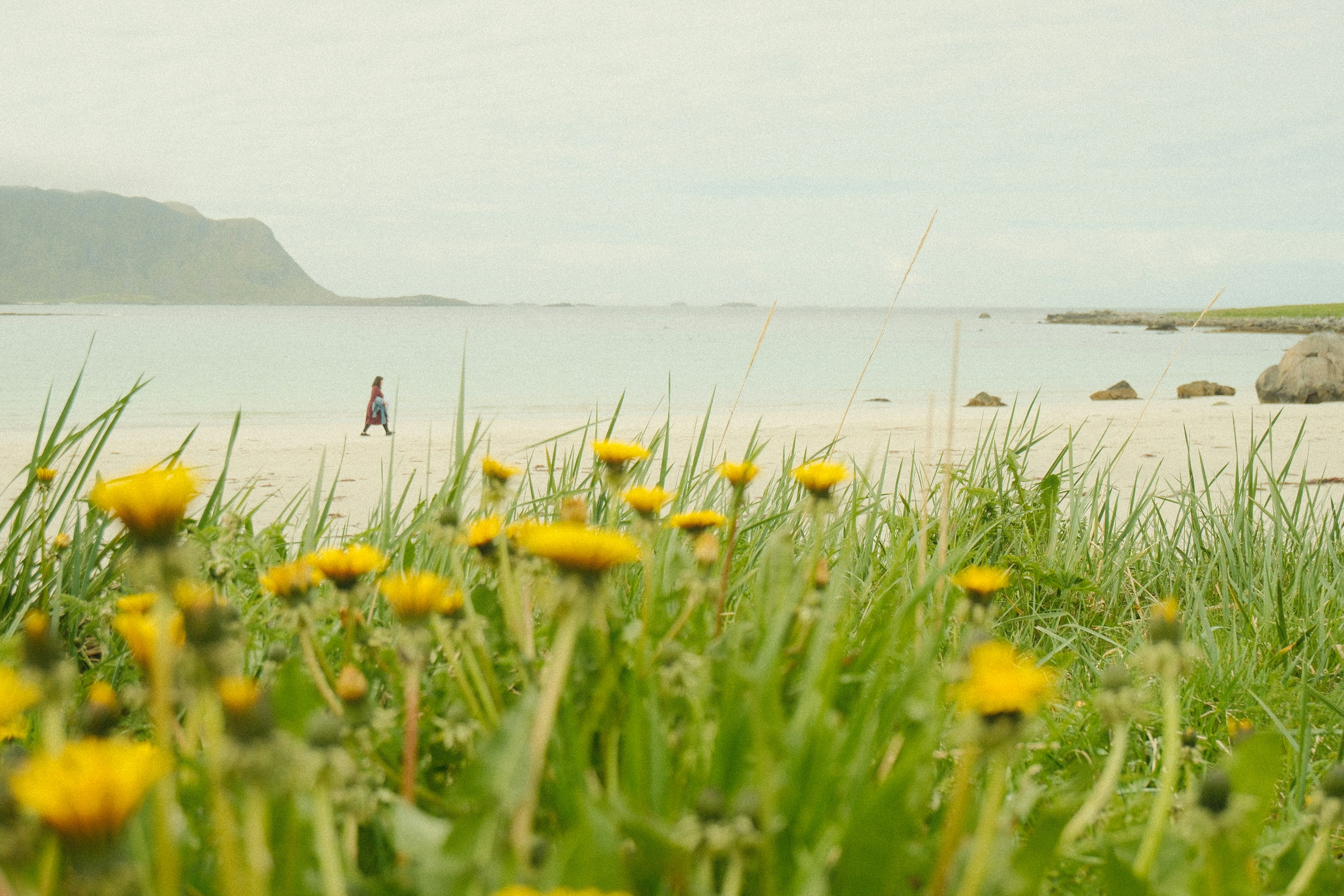 Sea Breeze at Yellow-Flower Edge