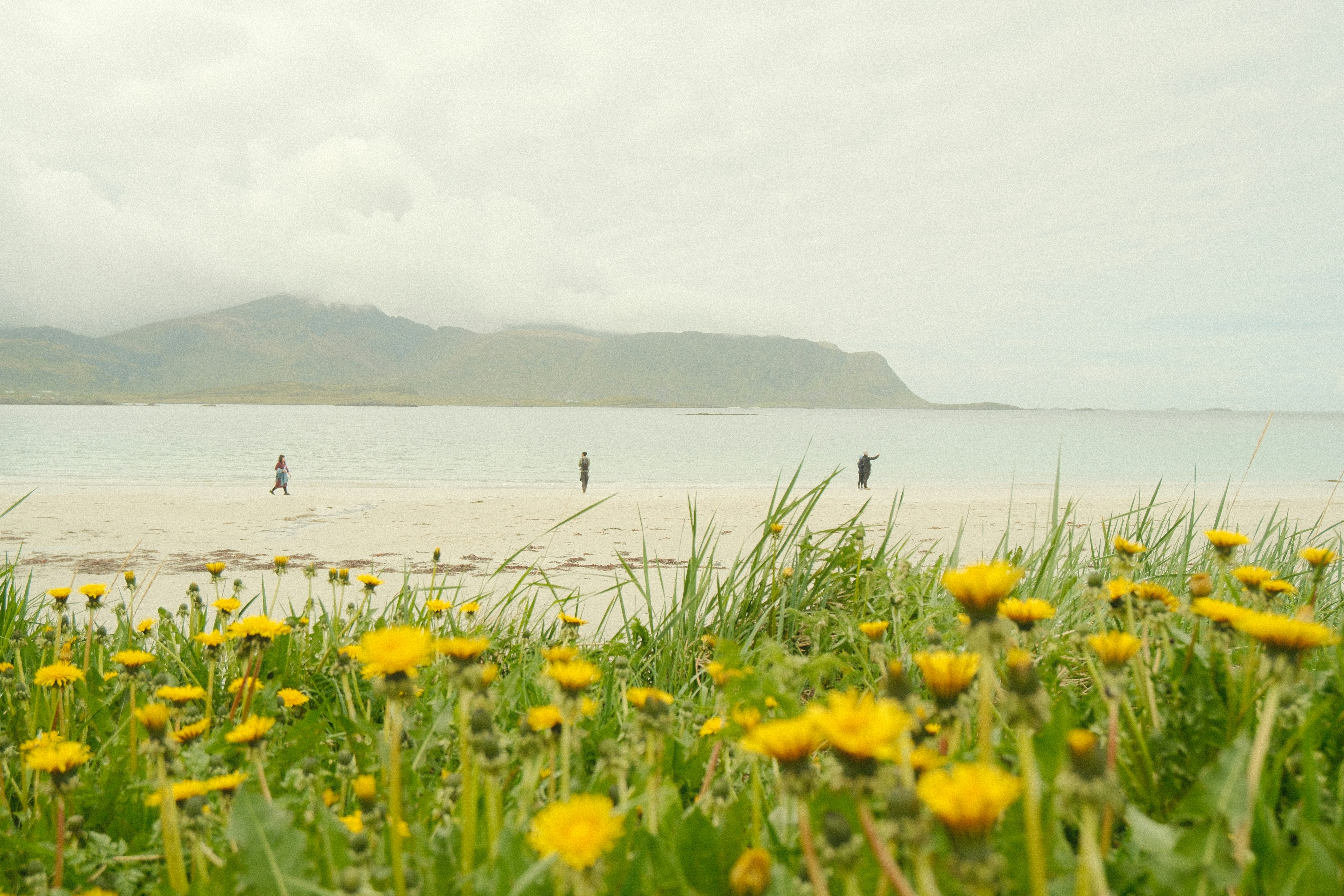 Dandelion Field by the Quiet Shore
