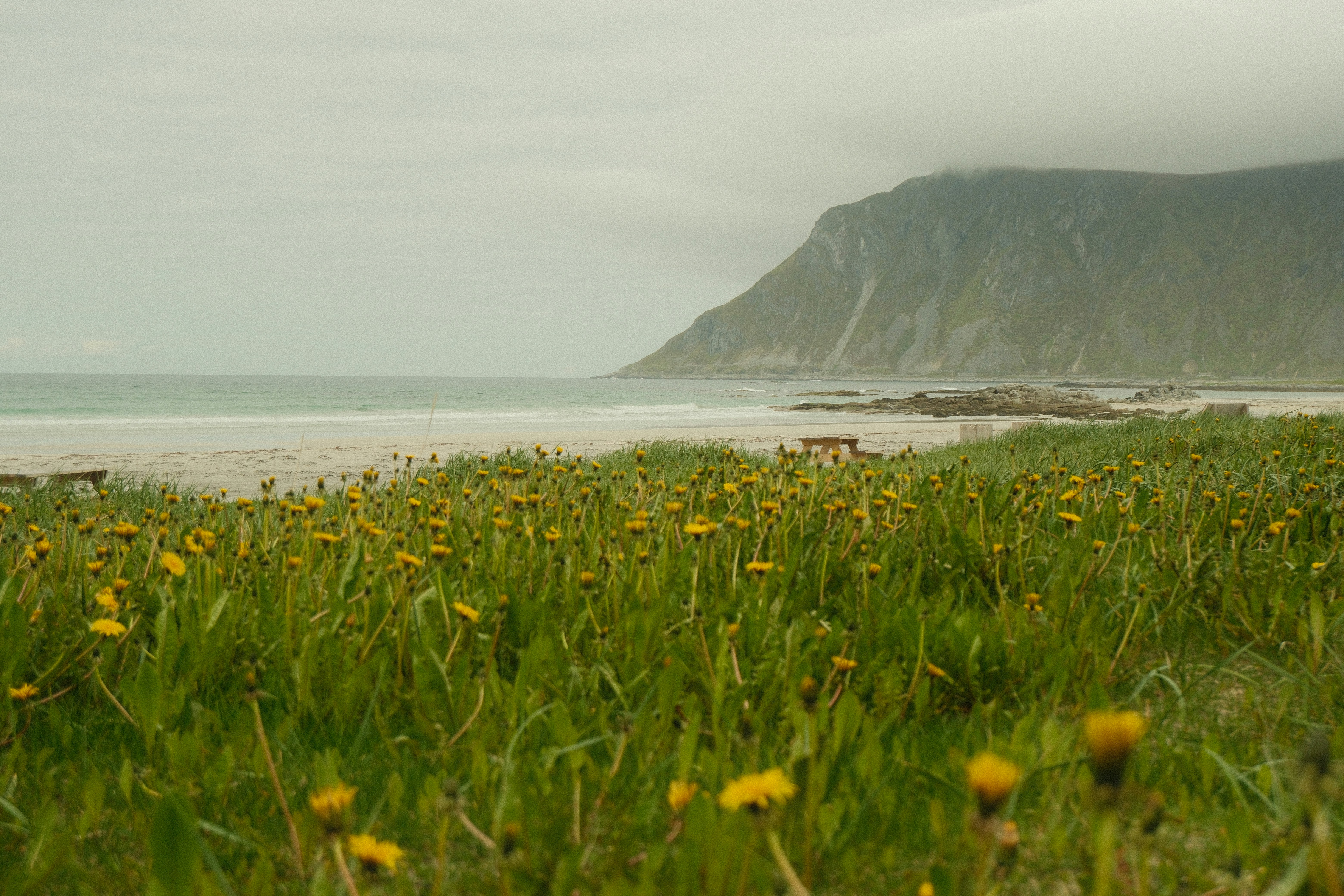 Meadow of Dandelions Leading to a Misty Cliffs Vista