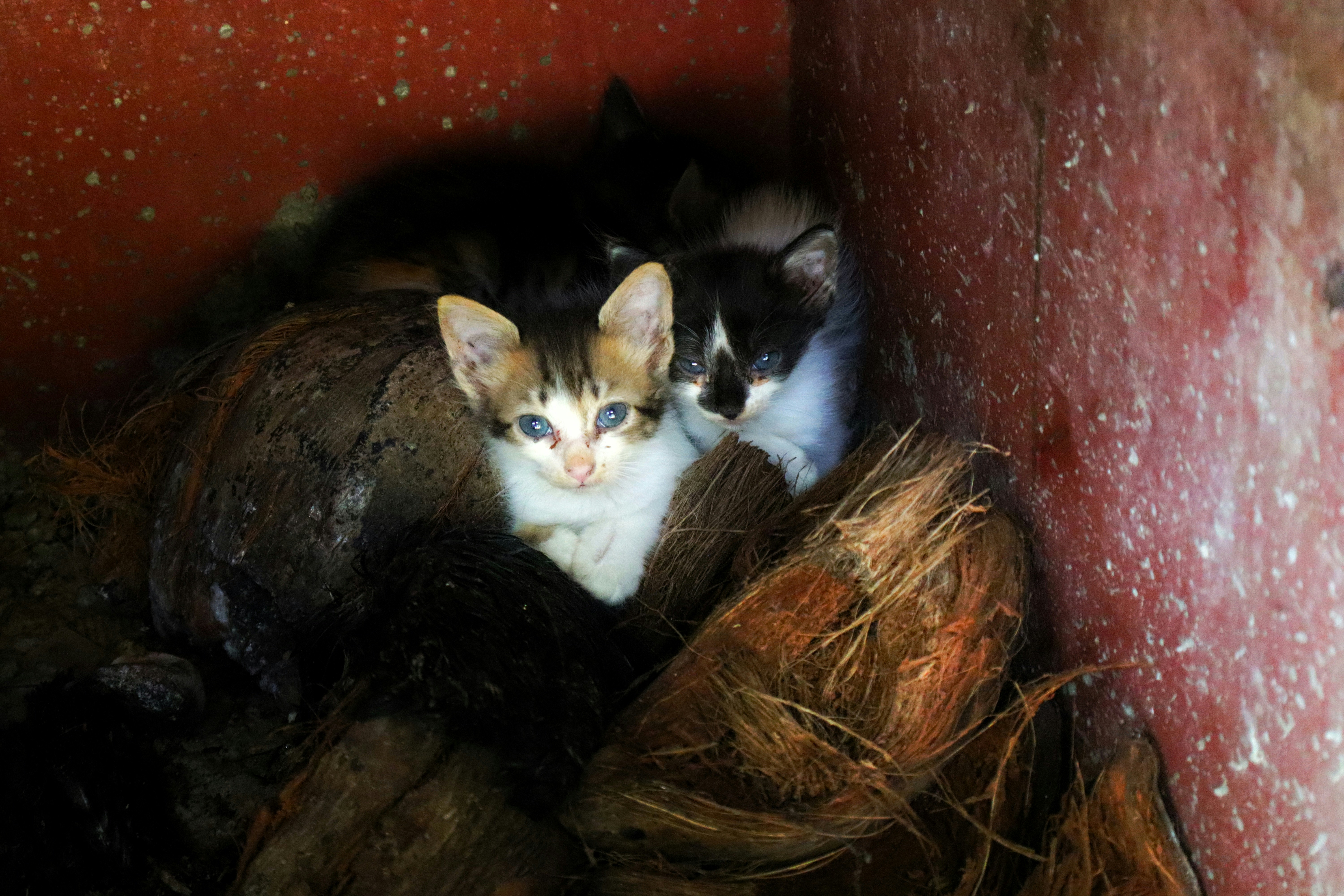 Two young kittens peek from a dark, dusty corner among coiled coconut husks; their faces are the focal point in a snug, intimate setting inside a weathered shelter.