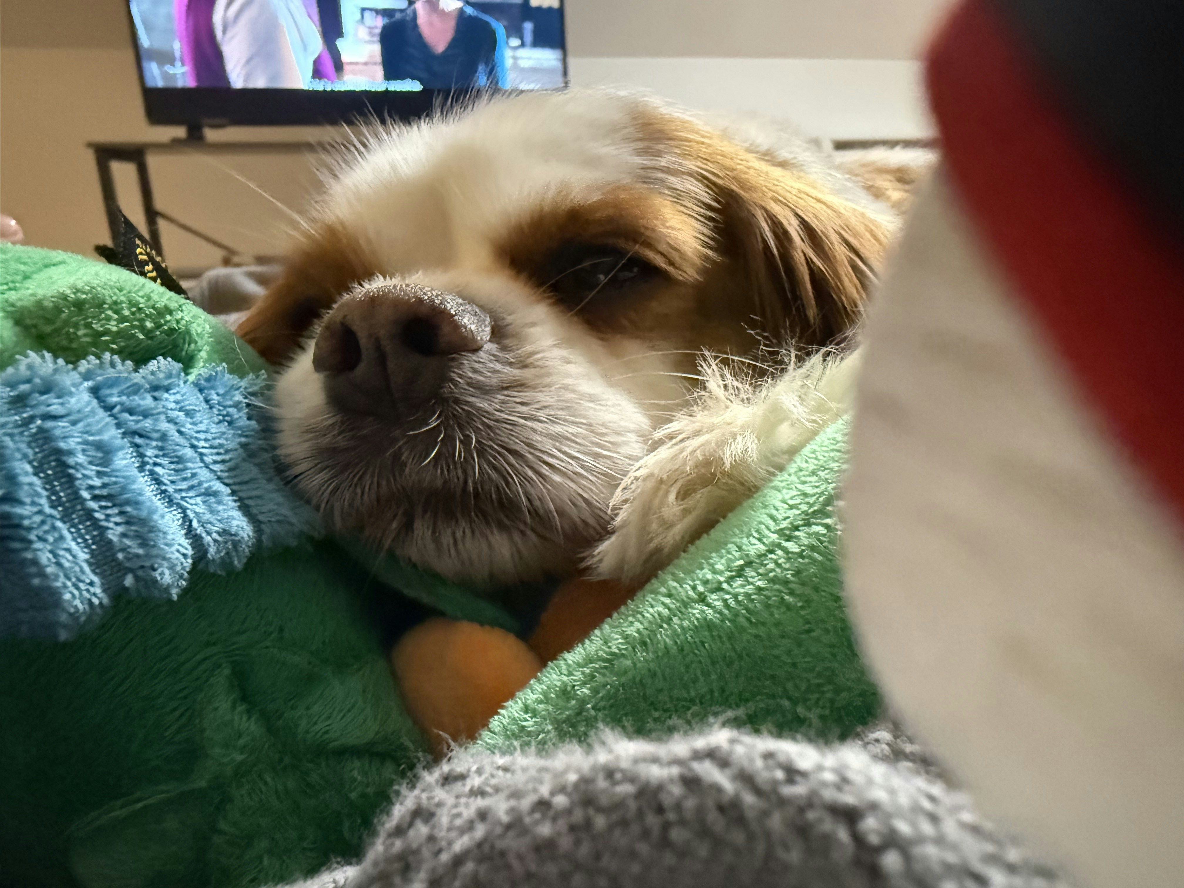 Cozy Eyelids: A Sleepy Pup Beneath Plush Blankets