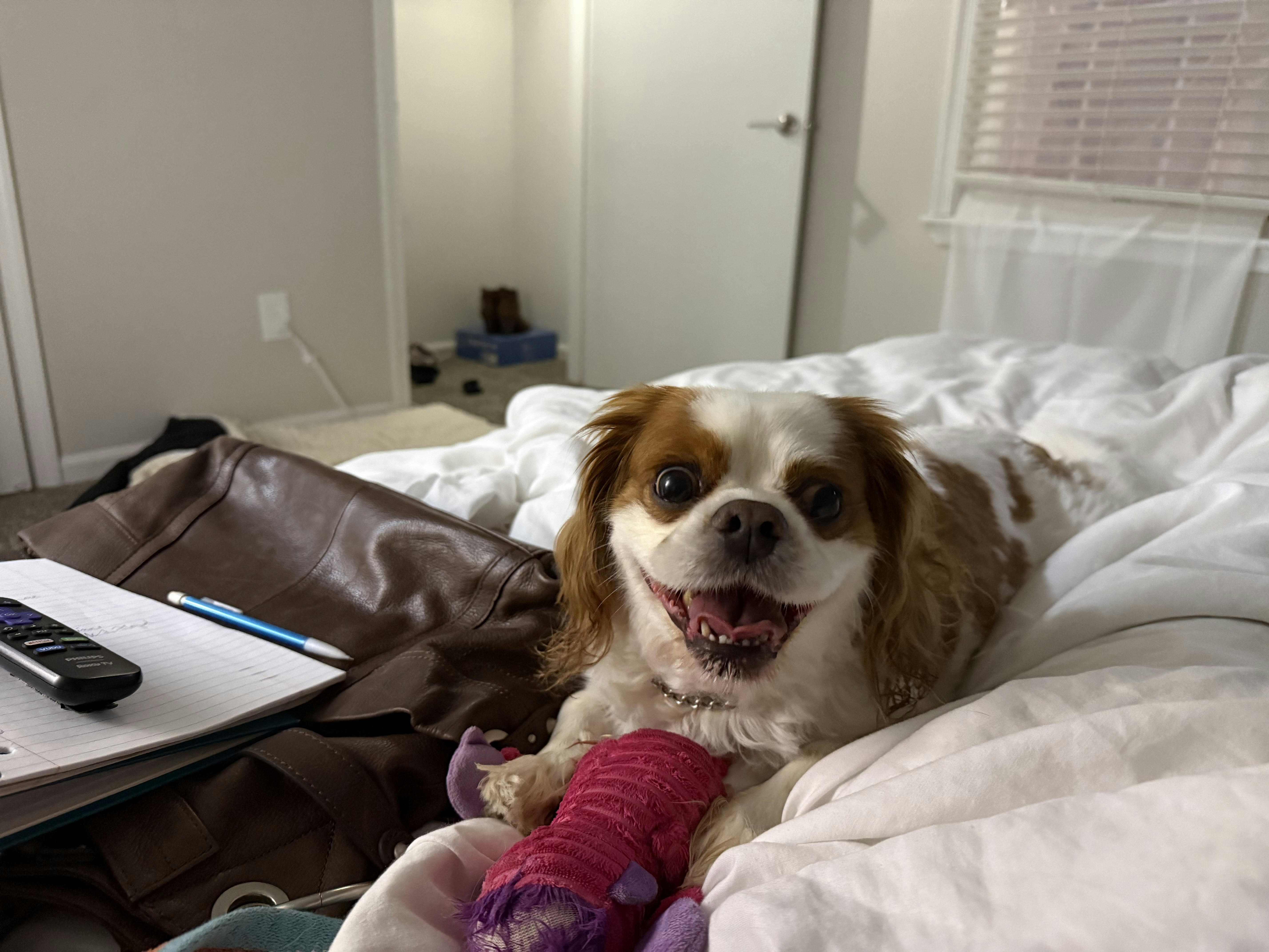 Happy Cavalier on a Cozy Bed: Toy, Notebook, and Morning Light