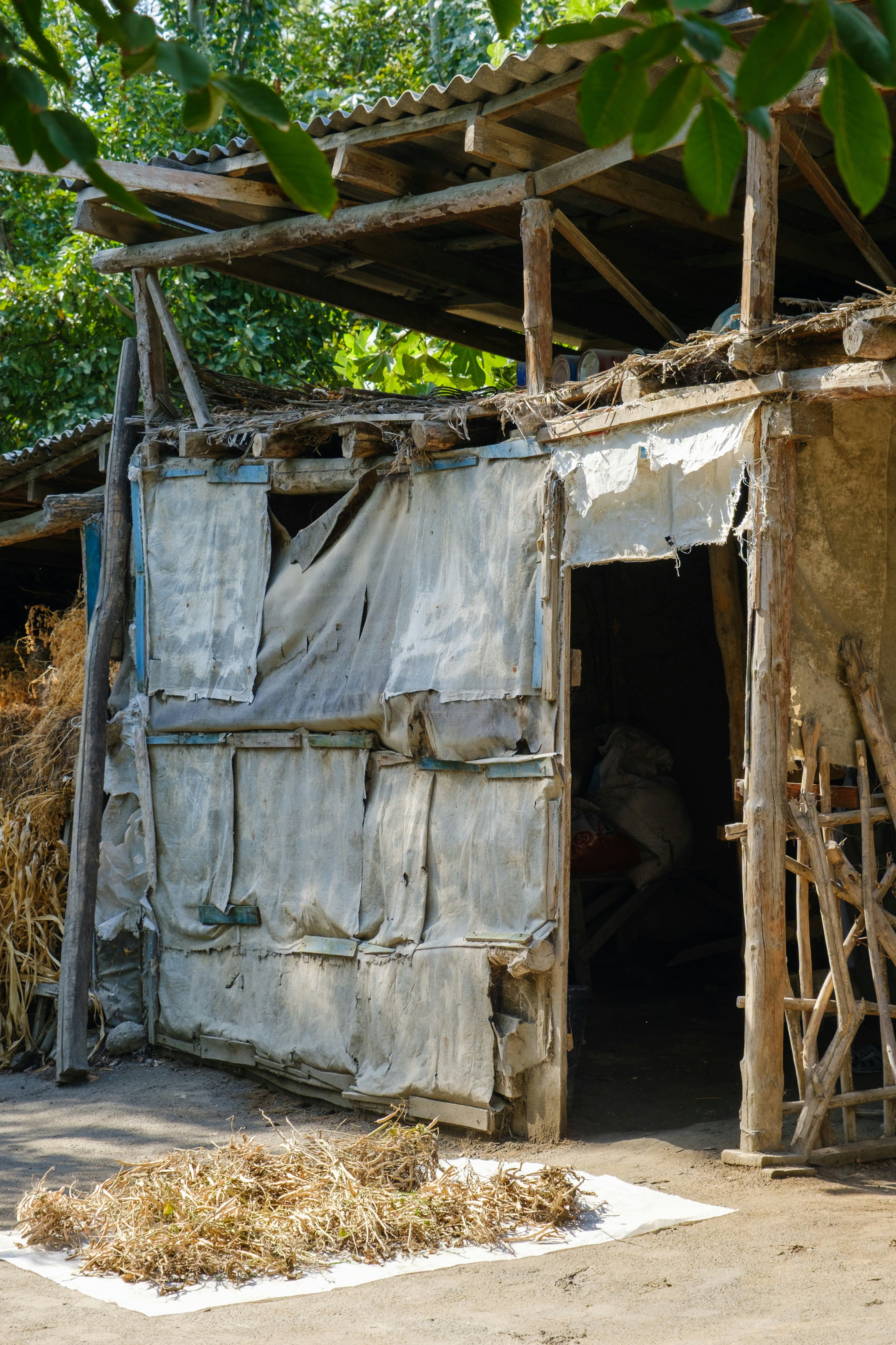 Weathered Shelter: A rustic workshop under dappled light