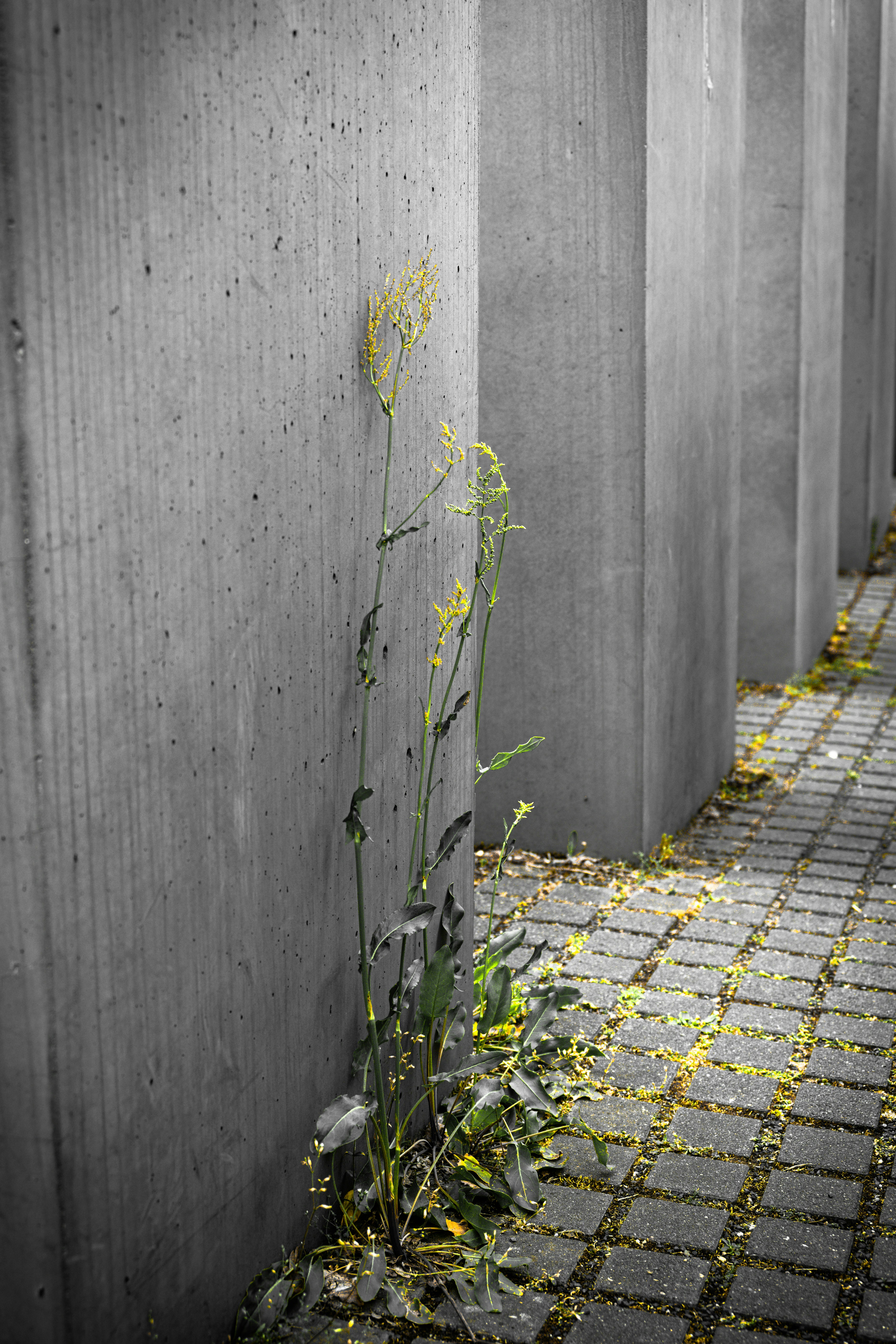 Weed between Columns: A Quiet Rebellion of Growth