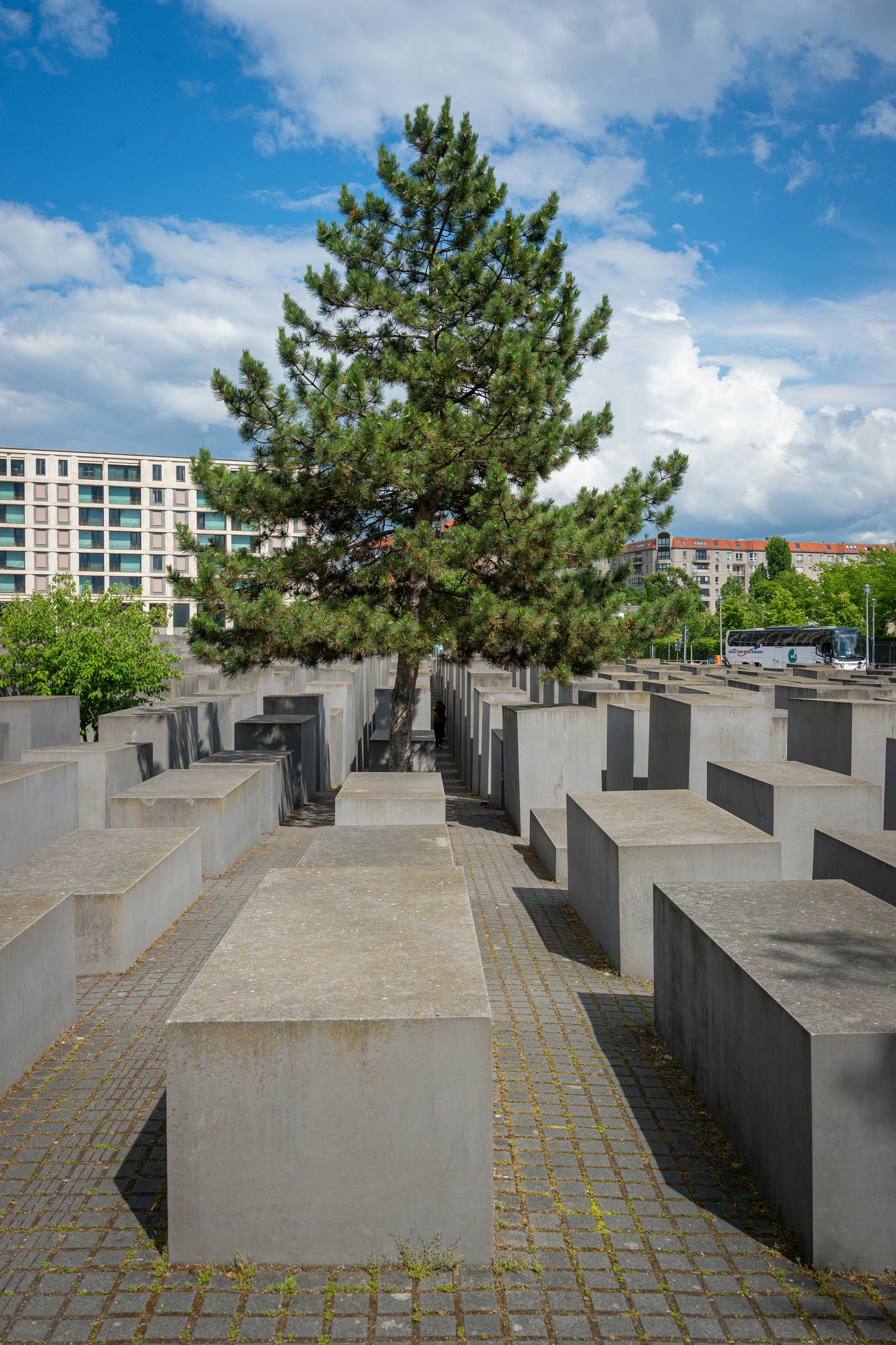 Tree Rising Through Memorial Blocks