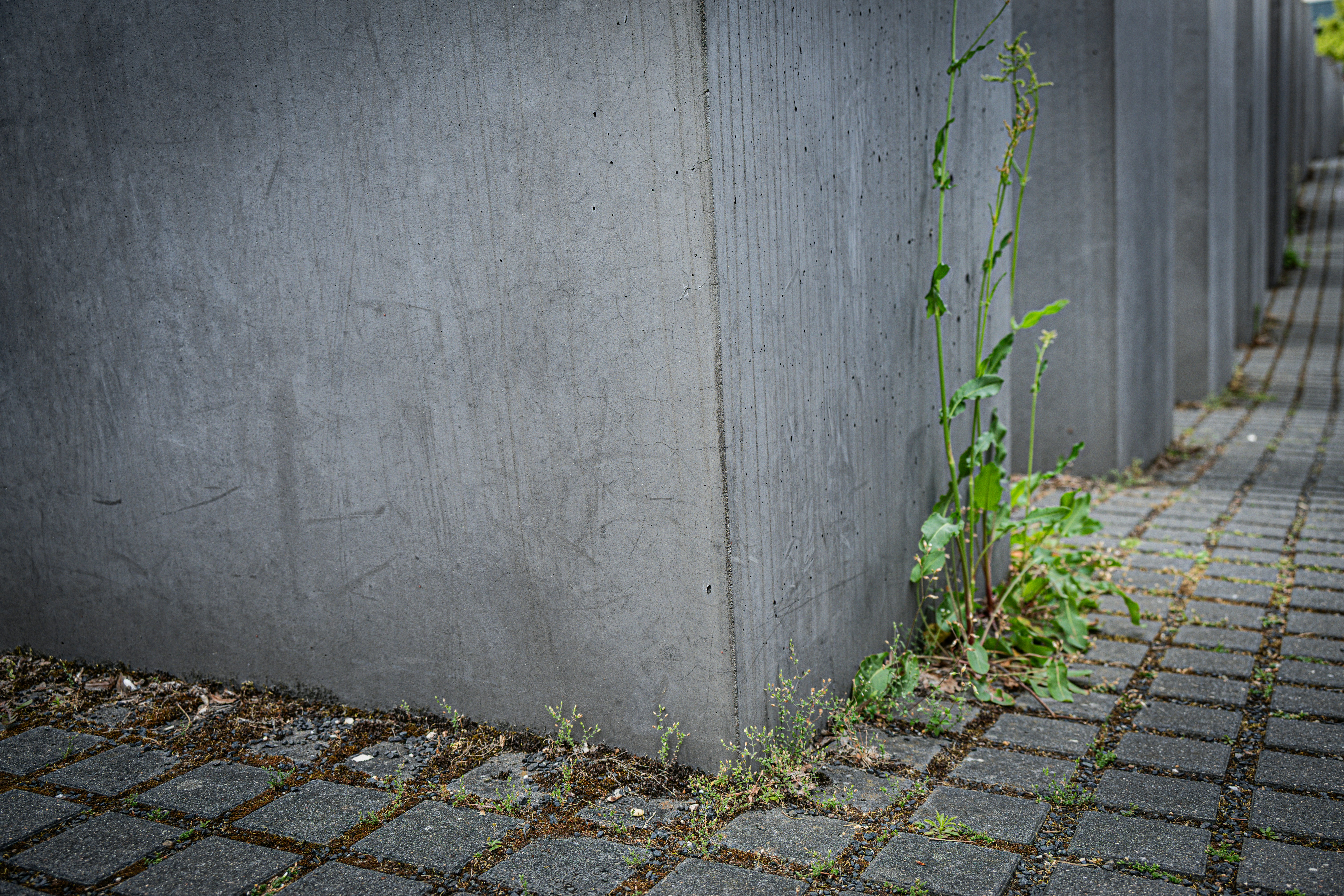 Weed at the Base of a Concrete Corner