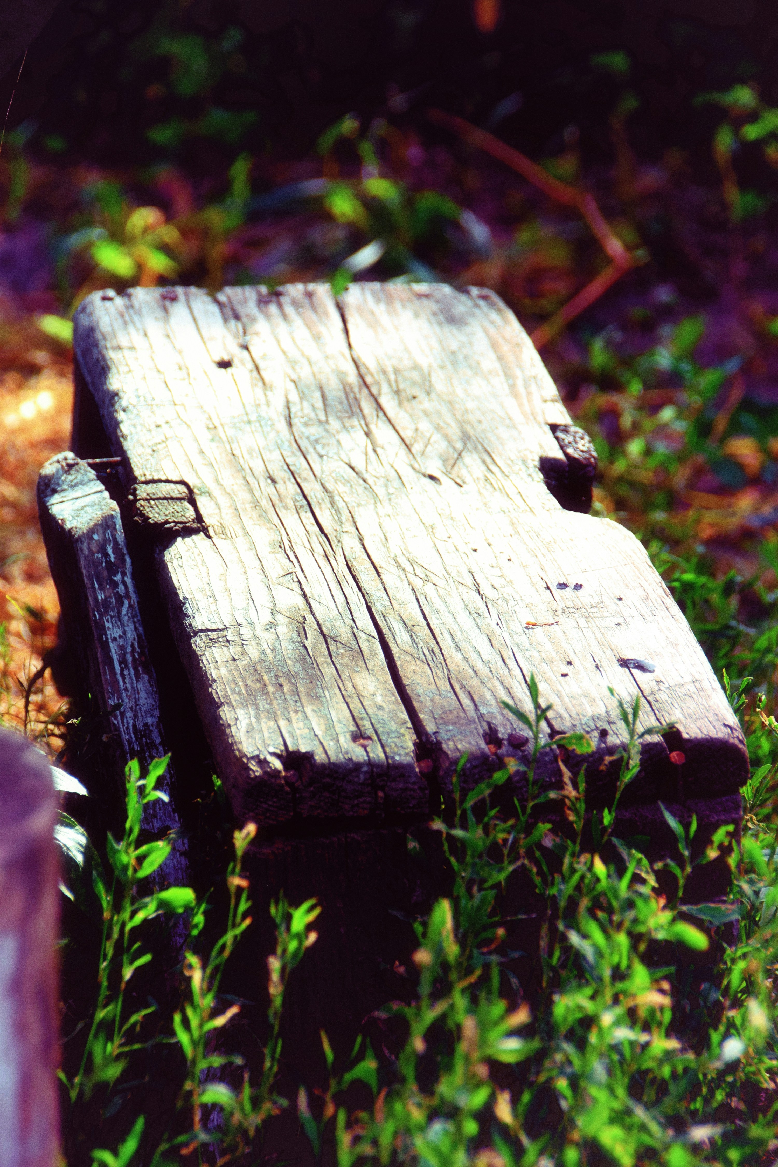Weathered Planks: A Quiet Seat among Spring Greens