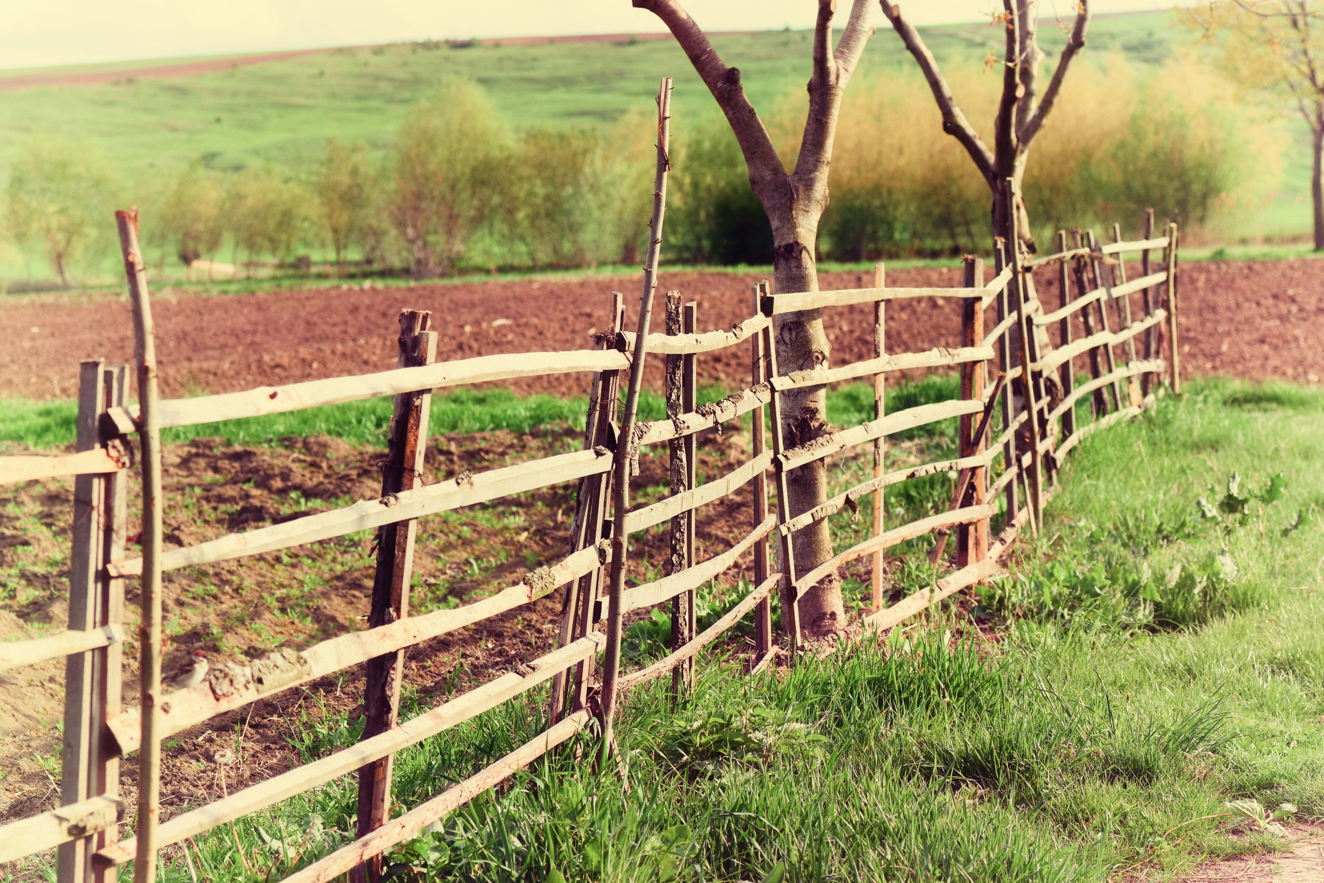 Rugged fence meanders through sunlit farmland