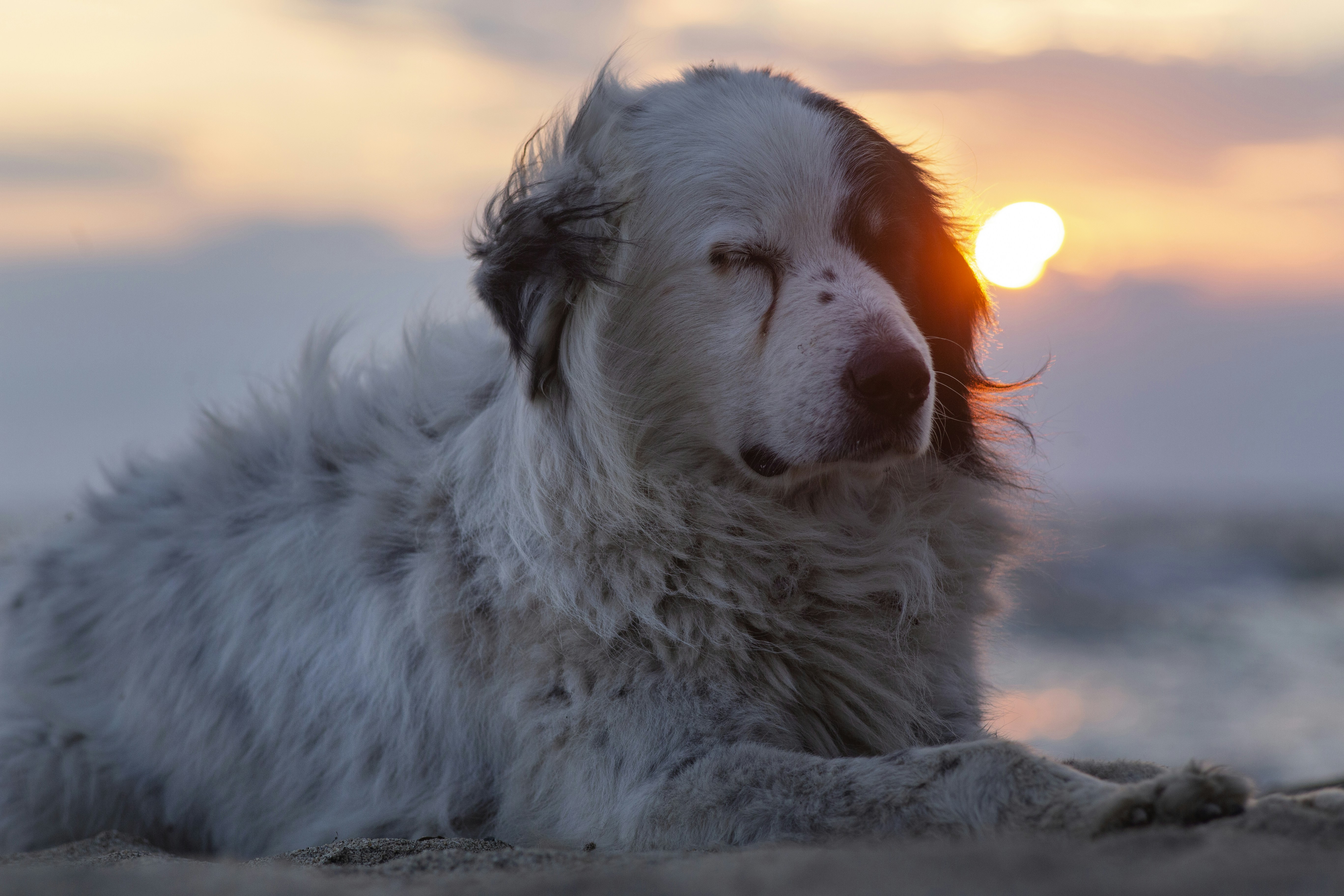 Sunset Halo on a Resting Beach Dog