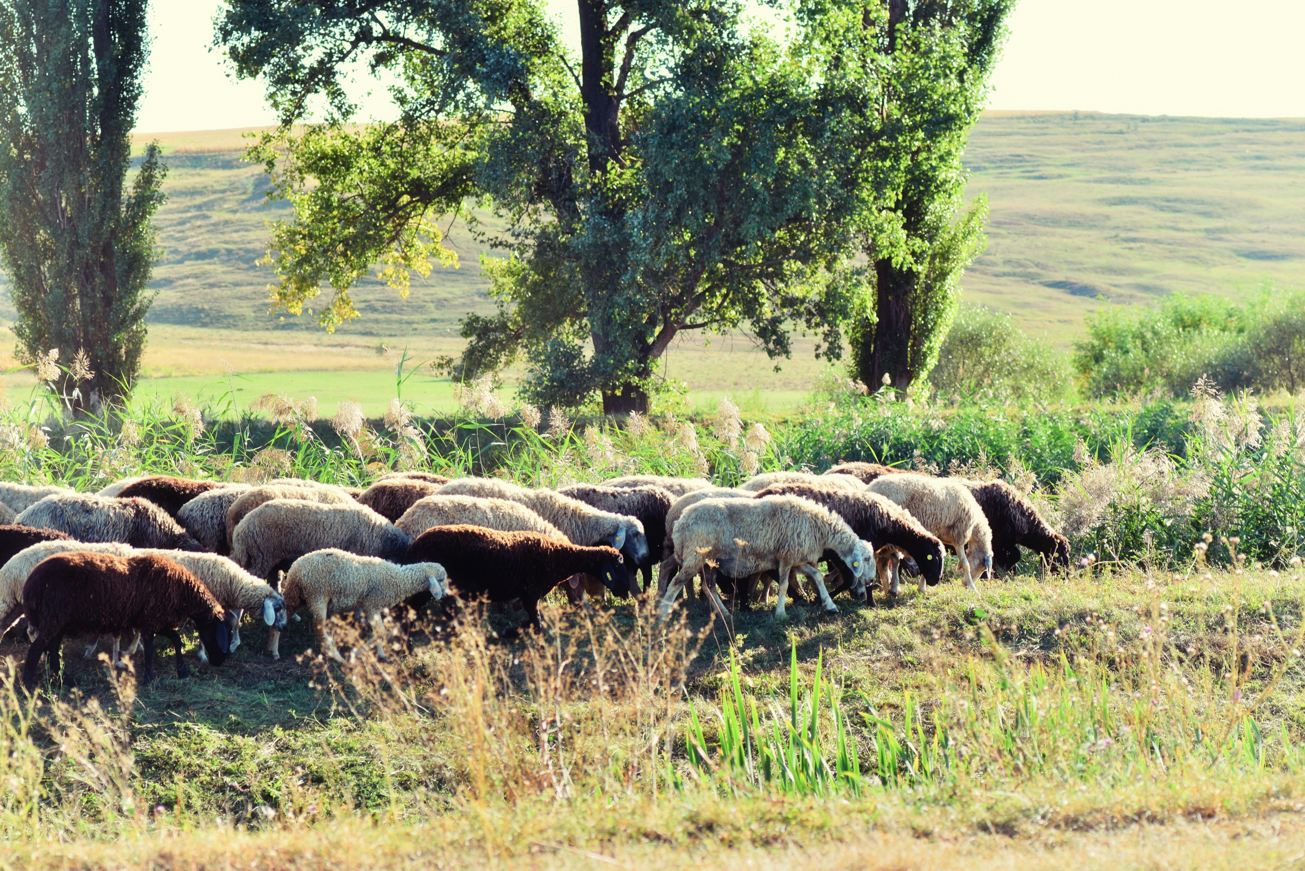 A herd of sheep grazes and rests in a sunlit field beneath scattered trees, with a distant pastoral landscape in the background.
